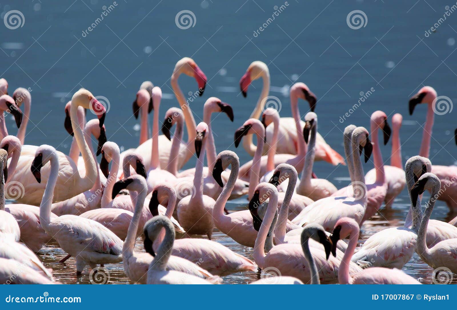 Group of pink flamingo stock image. Image of wildlife - 17007867