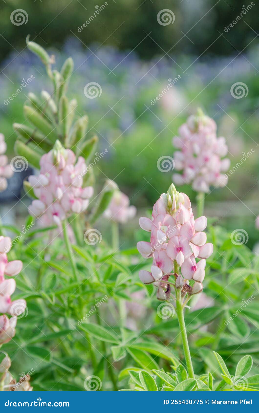 A Group of Pink Flowering Bluebonnets. Stock Image - Image of nature ...