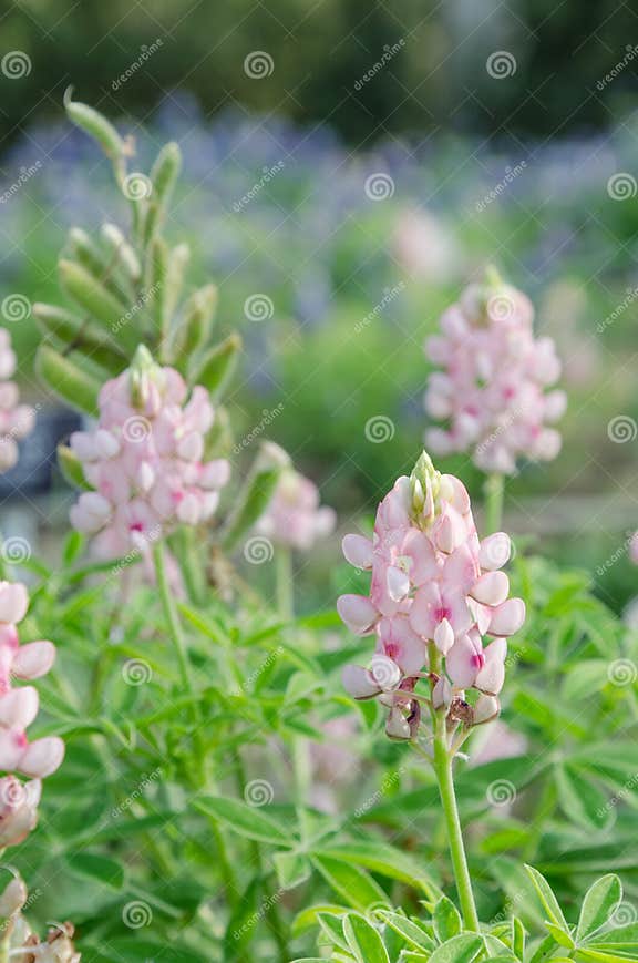 A Group of Pink Flowering Bluebonnets. Stock Image - Image of nature ...