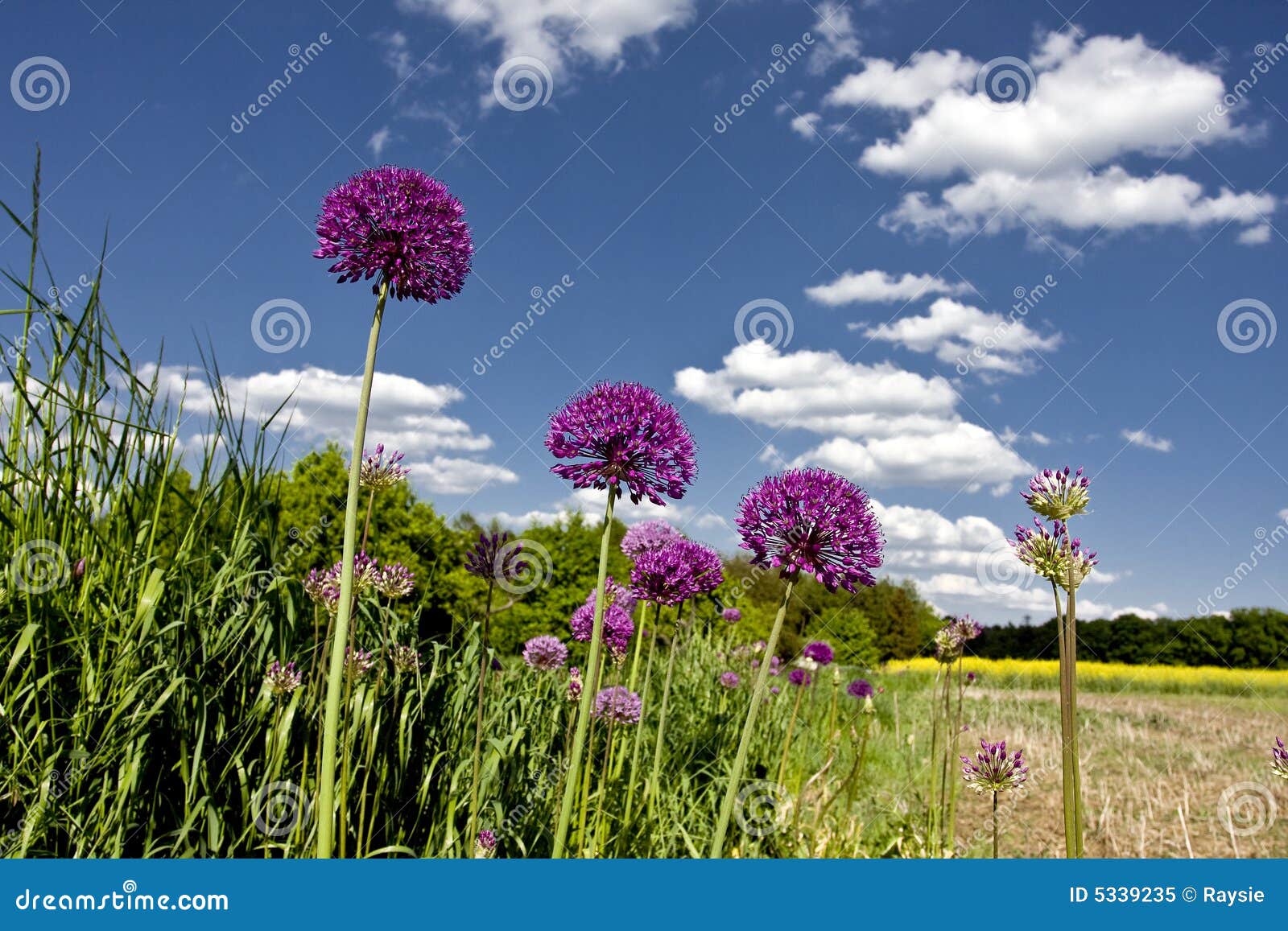 Group Of Pink Flowers Picture. Image: 5339235