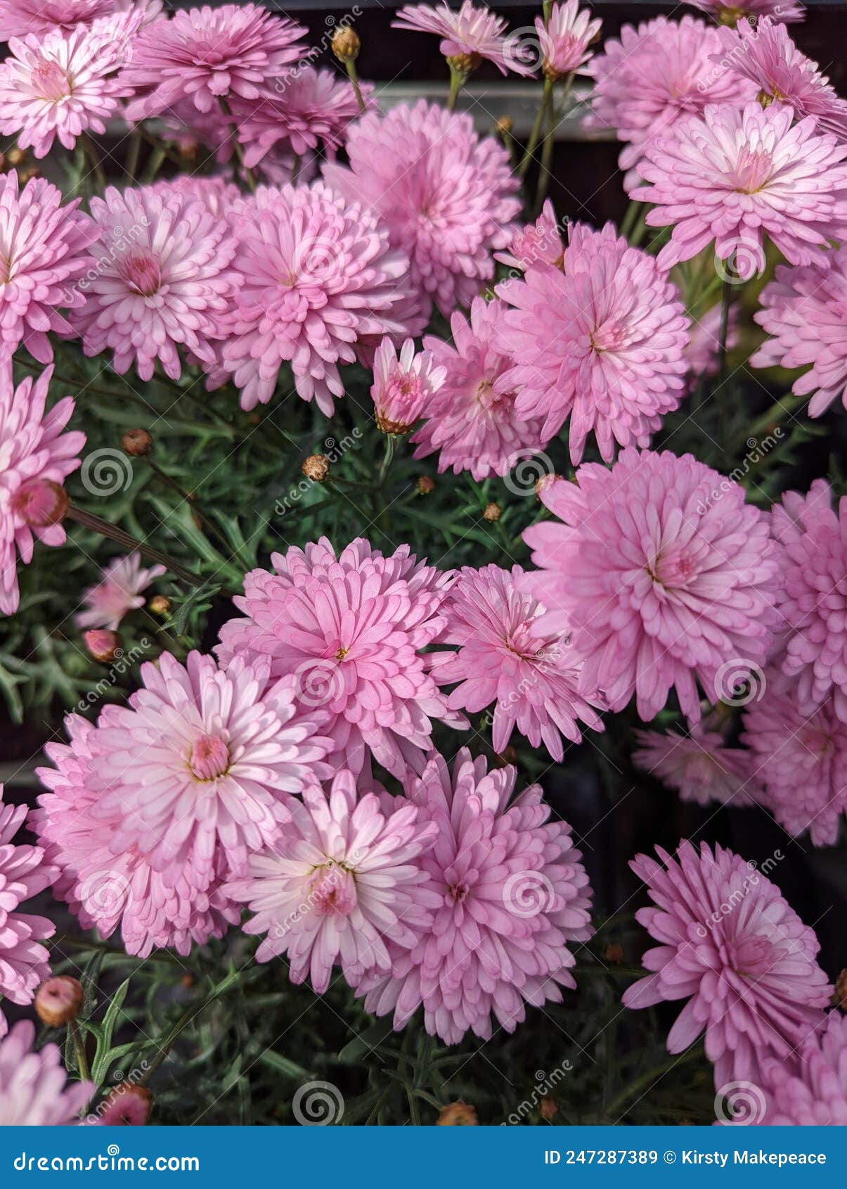 Group of Pink Flowers in a Bunch Stock Image - Image of daisy, petal ...