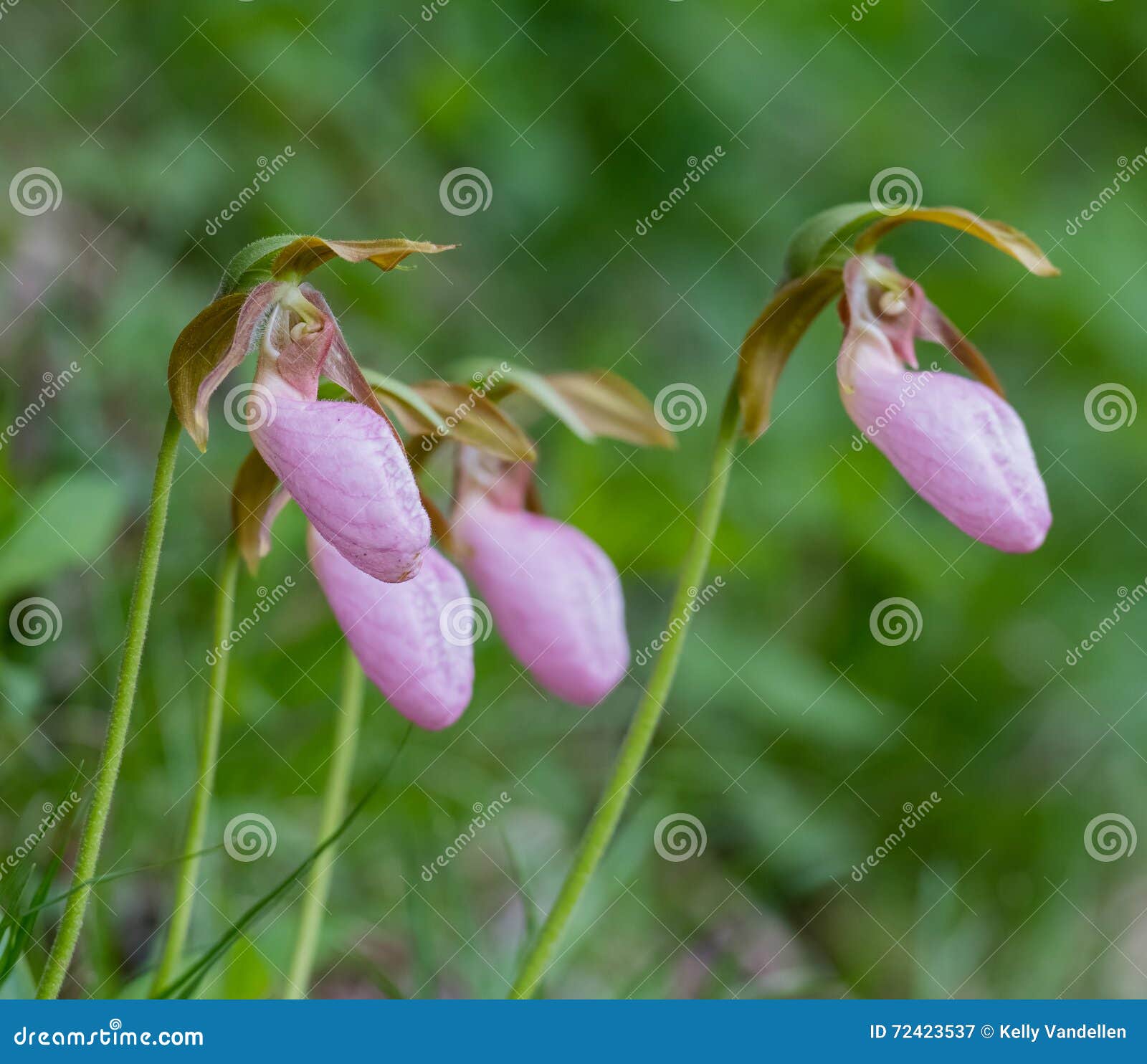 Group of Pink Lady Slippers Stock Image - Image of nature, landscape ...