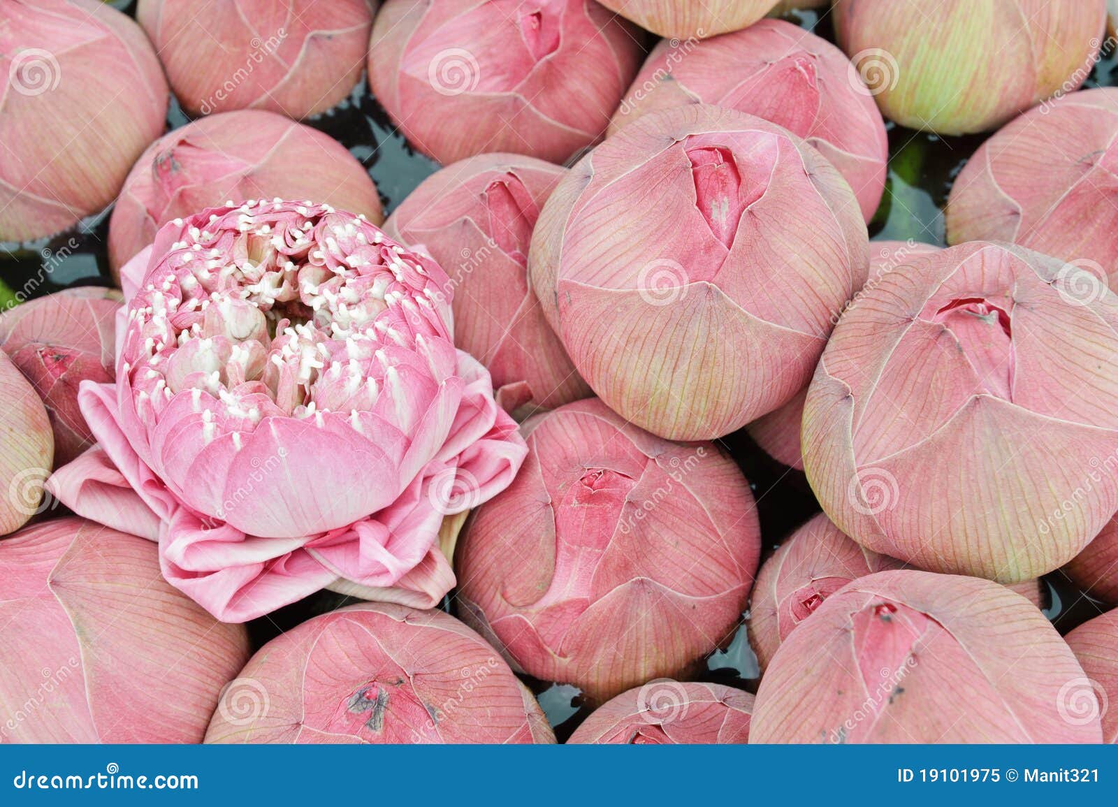 Group of pink lotus. stock image. Image of plants, outdoors - 19101975