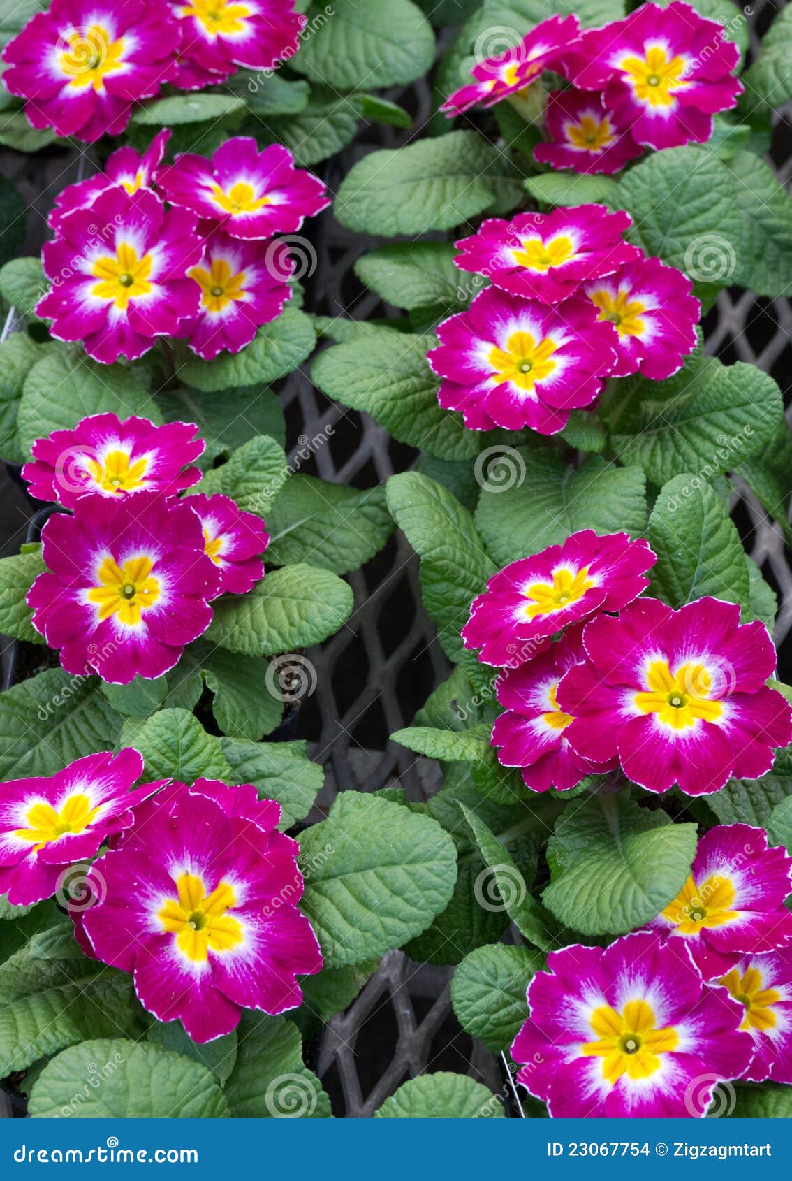 Group of Pink Primroses in Bloom Stock Photo - Image of petal, primula ...