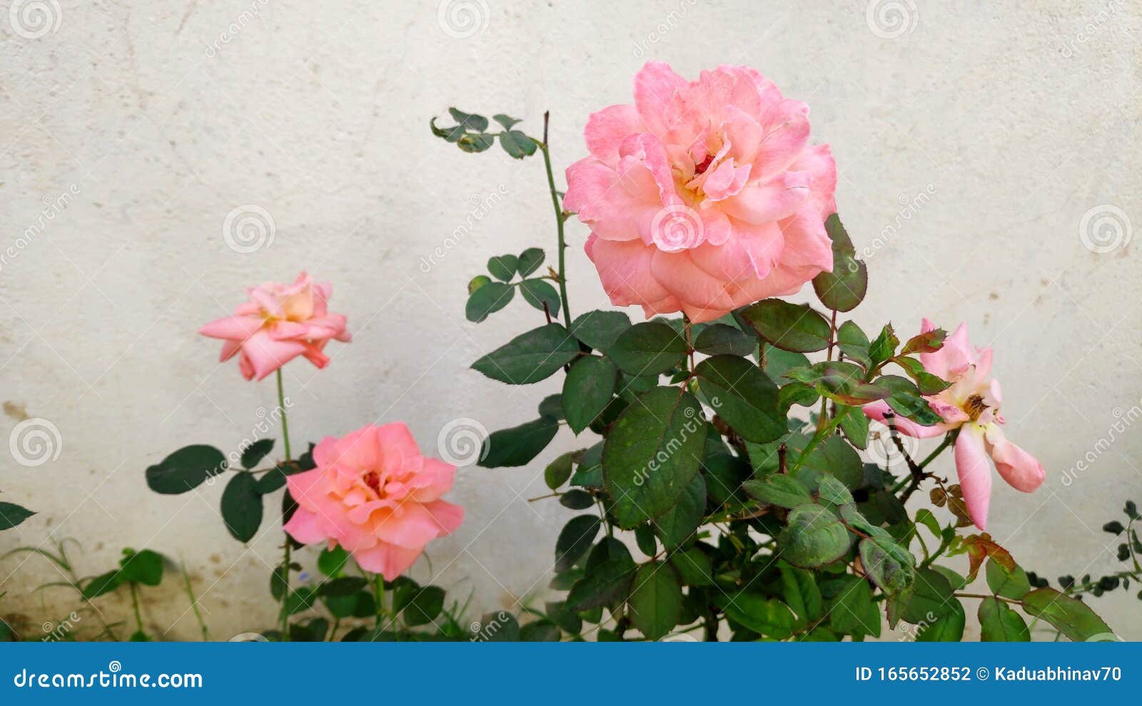 Group of pink roses stock photo. Image of roses, botany - 165652852