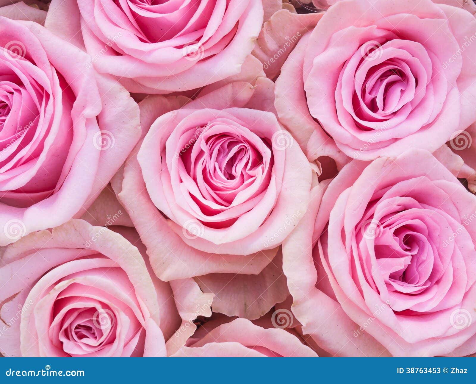 Group of pink roses stock image. Image of romantic, color - 38763453