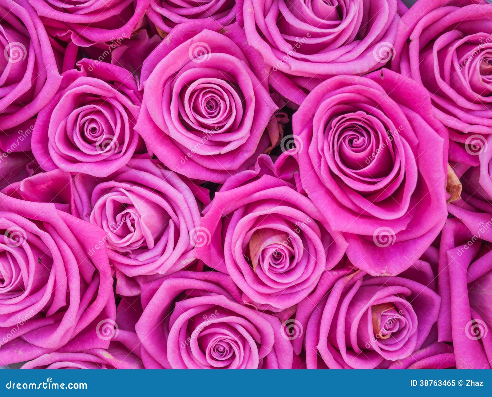 Group of pink roses stock image. Image of freshness, blossom - 38763465