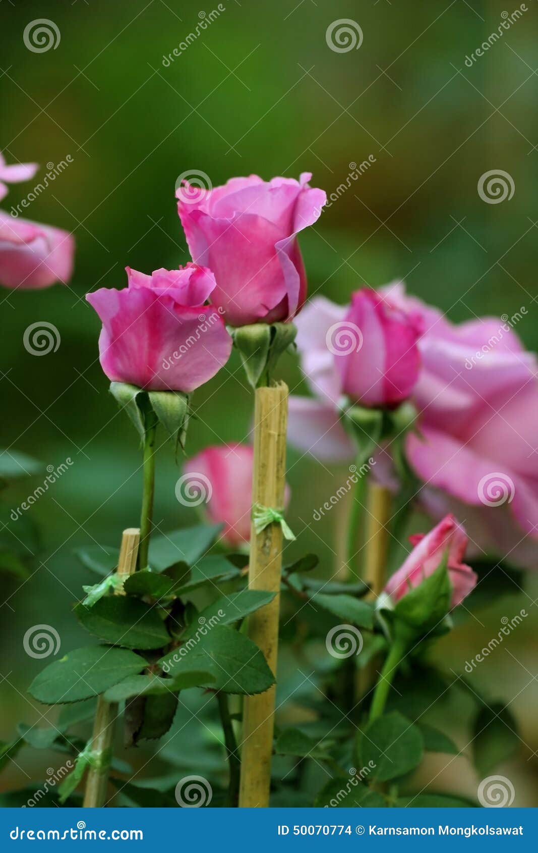 Group of Pink Roses in Garden Stock Photo - Image of gardening, natural ...