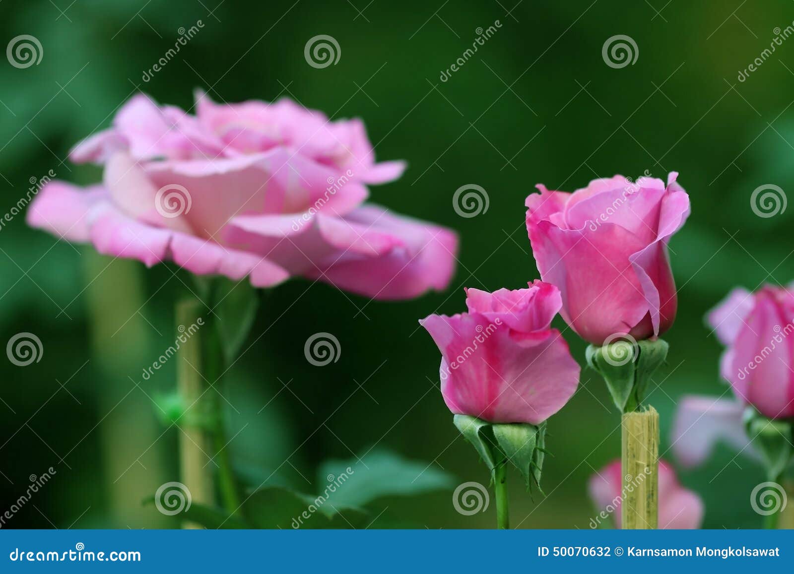 Group of Pink Roses in Garden. Stock Photo - Image of love, garden ...