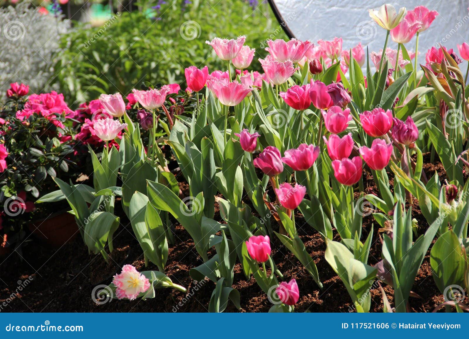 A Group of Pink Tulip in the Garden Stock Photo - Image of cultivation ...