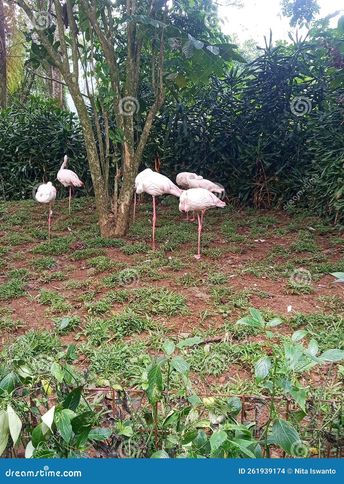 Group of Pinky Flamingo stock photo. Image of pinky - 261939174