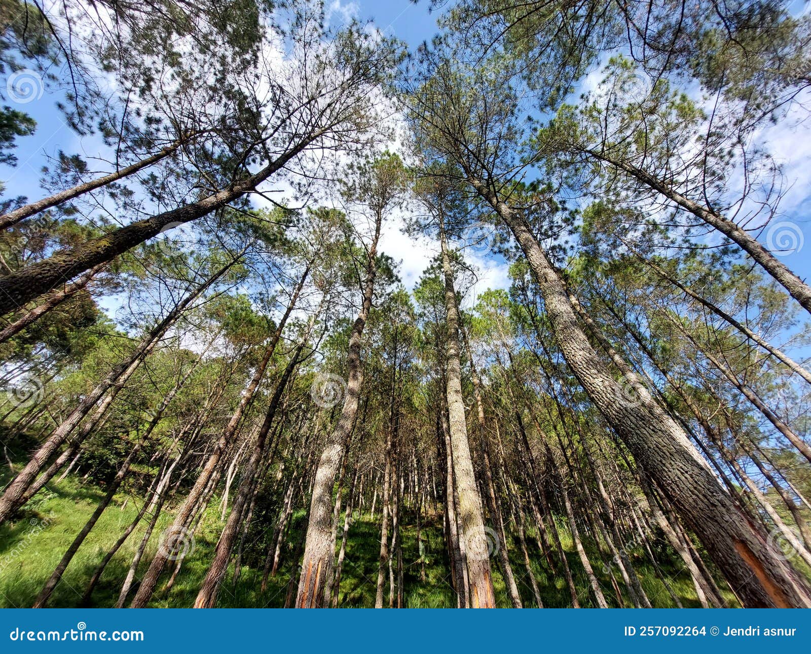 Group of Pinus Tree for Under View Stock Photo - Image of tree, group ...