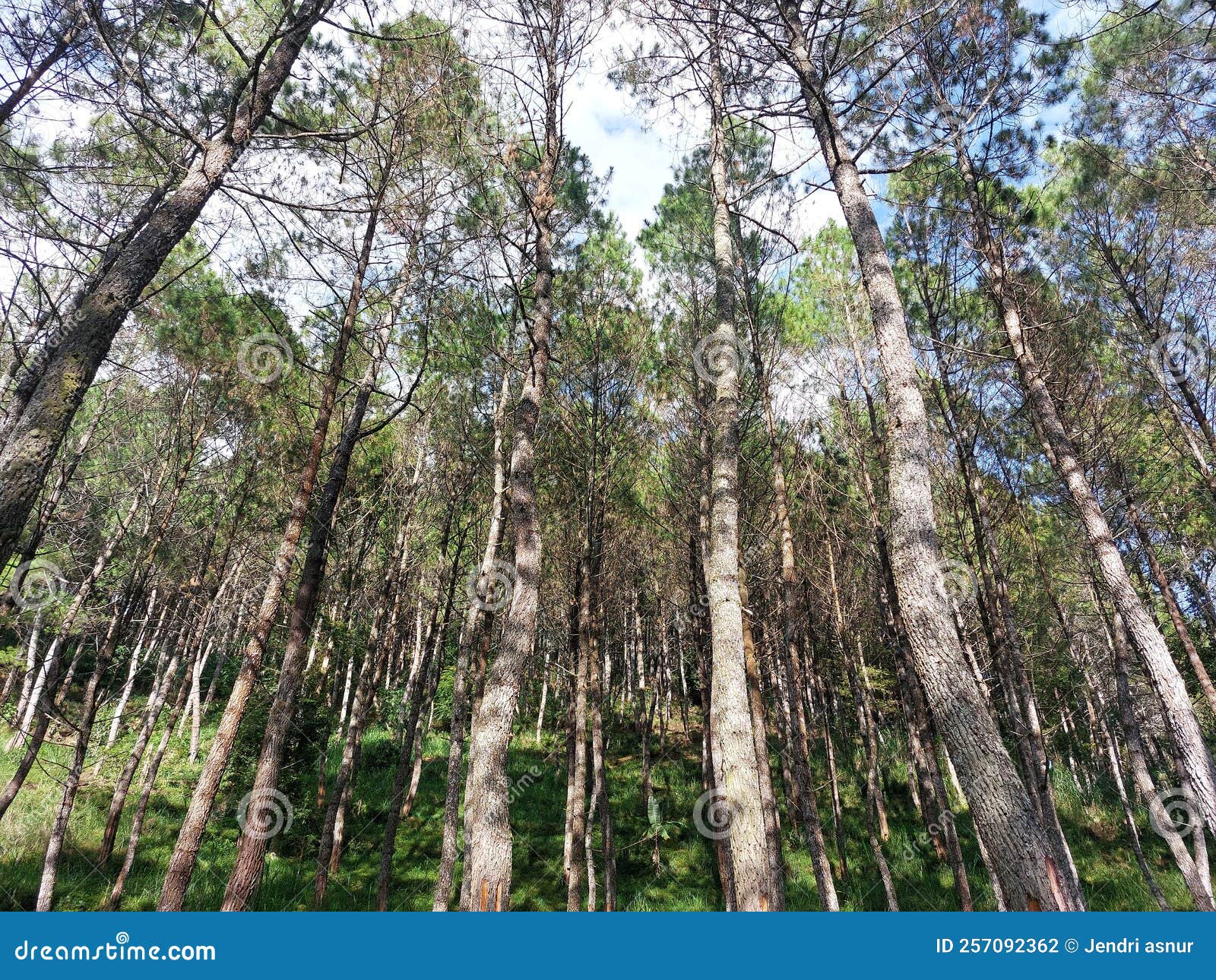 Group of Pinus Tree for Under View Stock Photo - Image of green ...