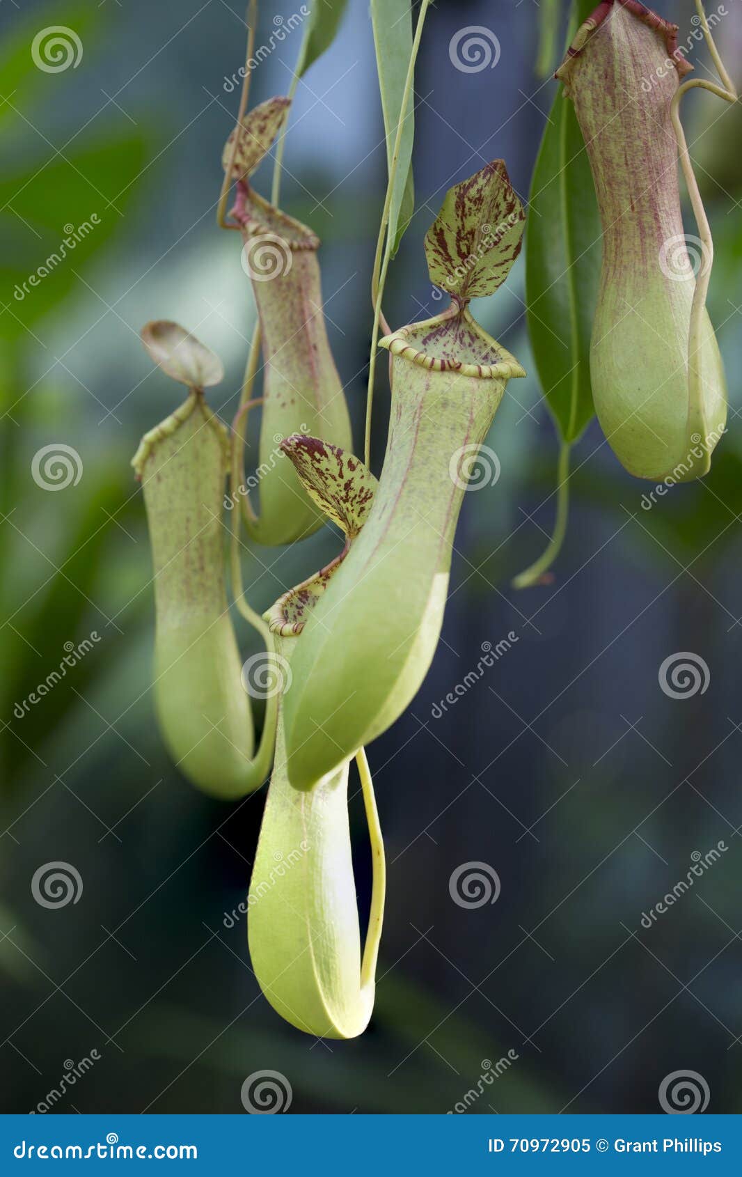 Group of Pitcher Plants stock image. Image of back, small - 70972905