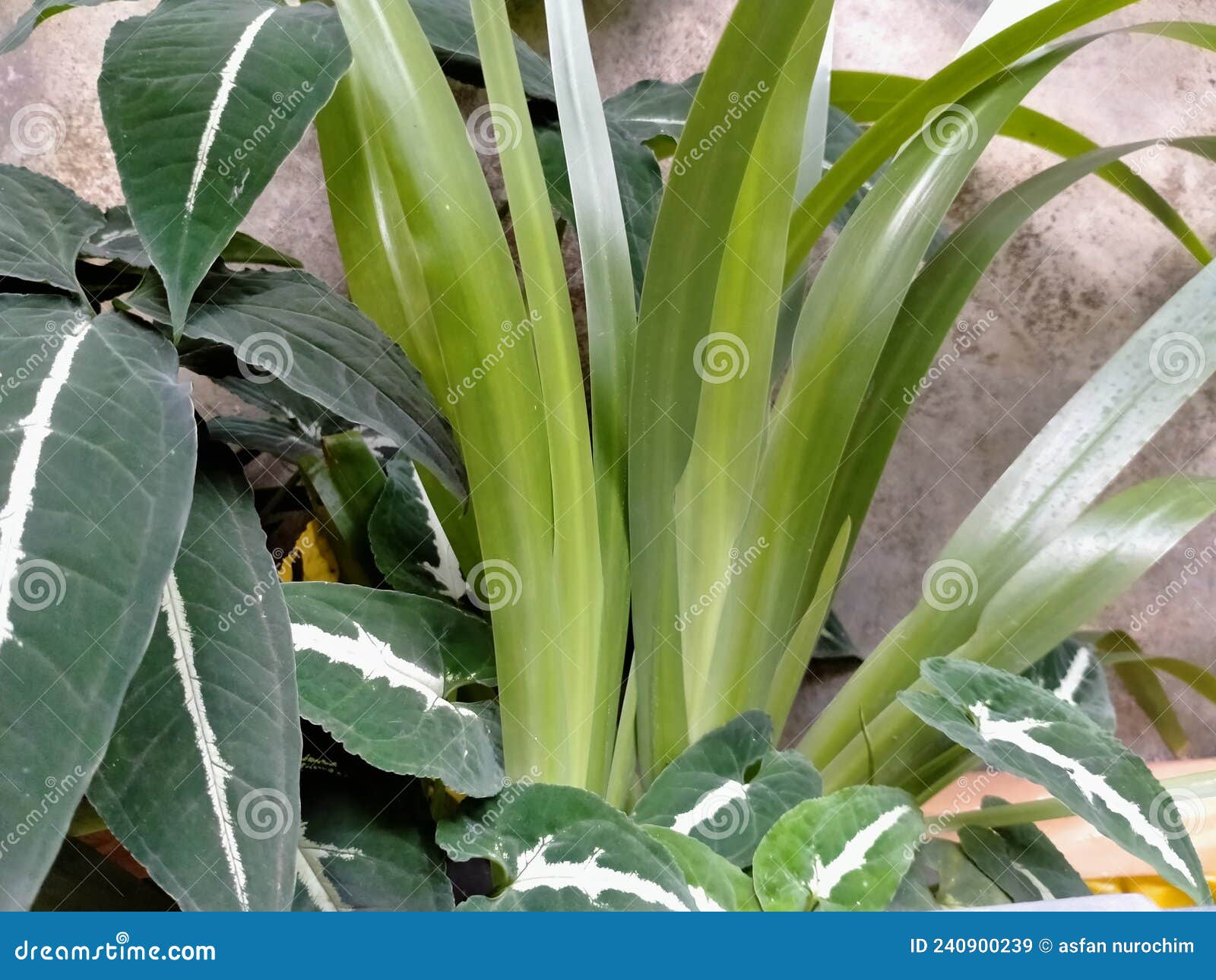 A Group of Plant with Green Leaf Patern Stock Image - Image of pattern ...