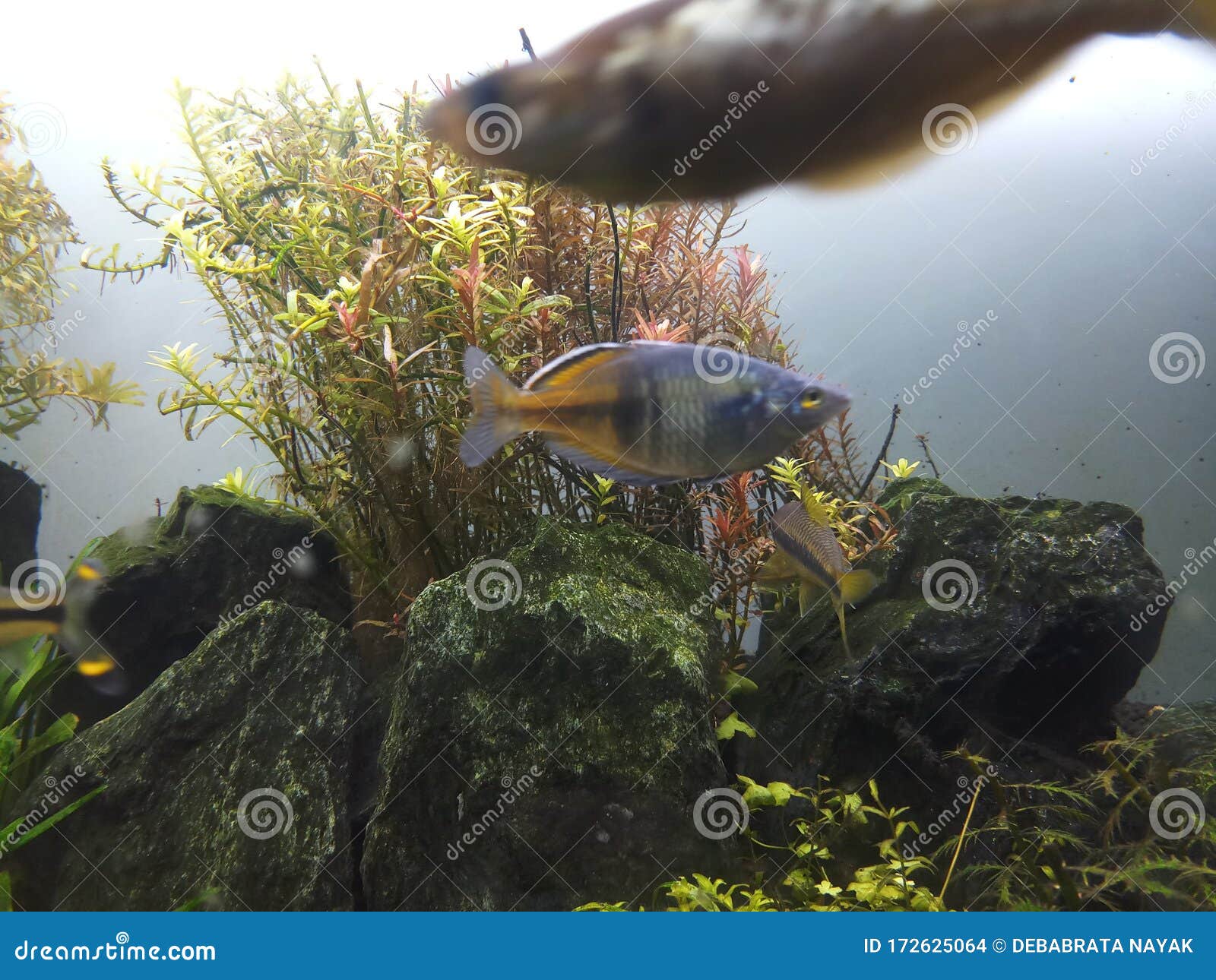 Group of Planted Aquarium Fish Stock Photo - Image of ornamental ...