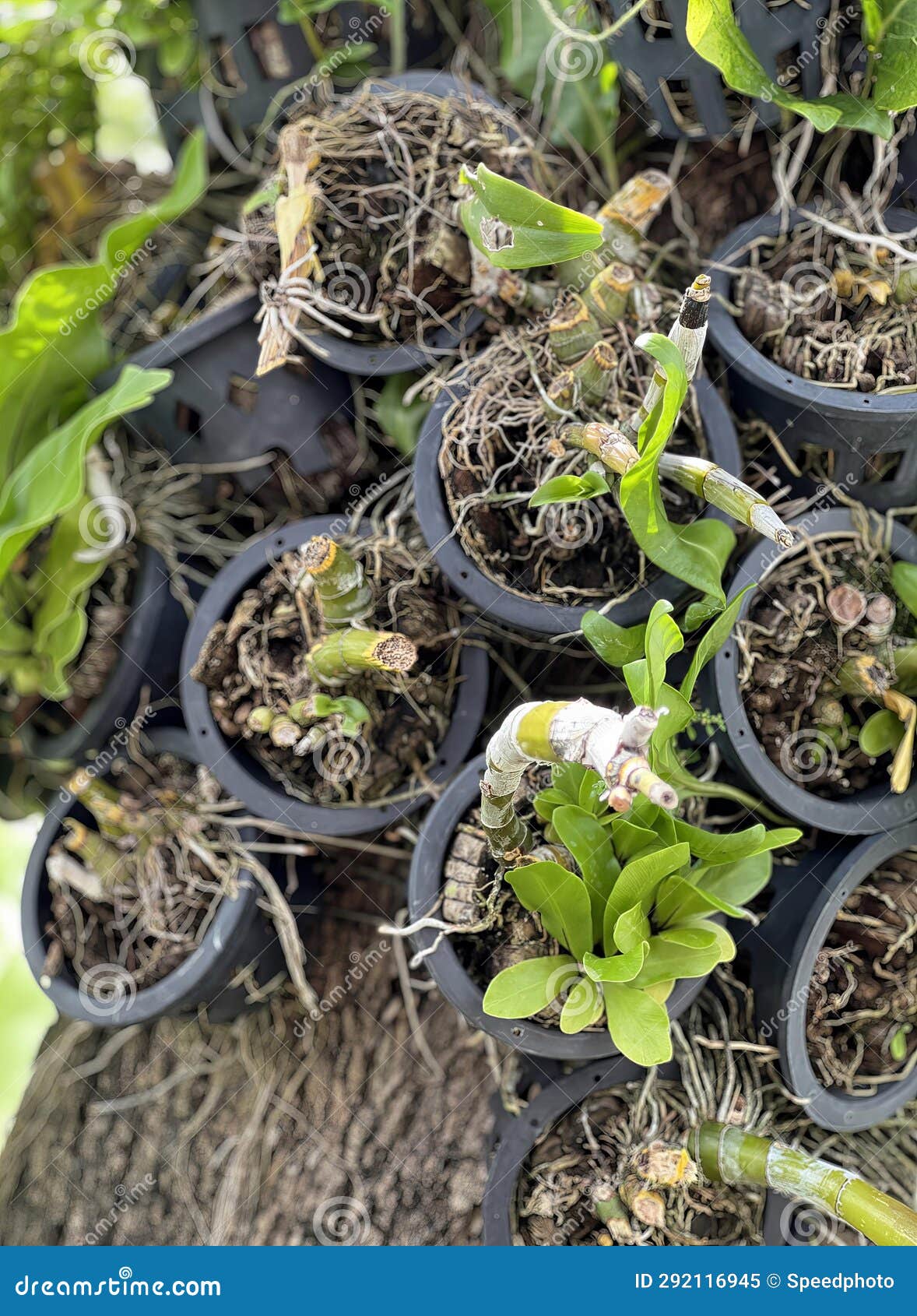 A Group of Plants Growing in Pots Stock Image - Image of neutral ...