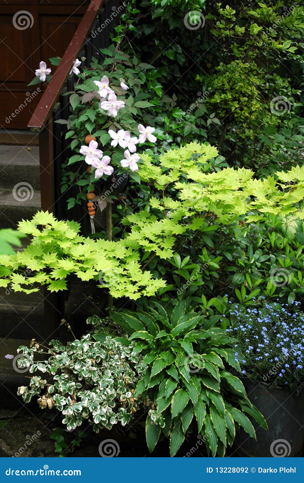 Group Plants in the Shadow Garden Place Stock Photo - Image of colors ...