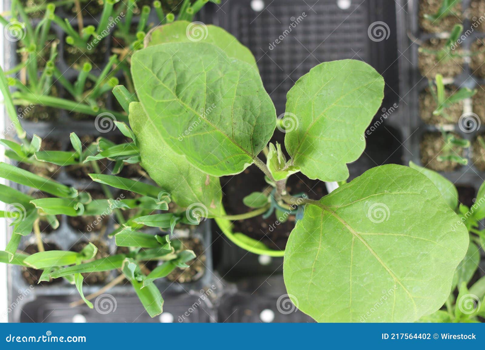 Group of Plants To Be Planted in the Orchard Stock Photo - Image of ...