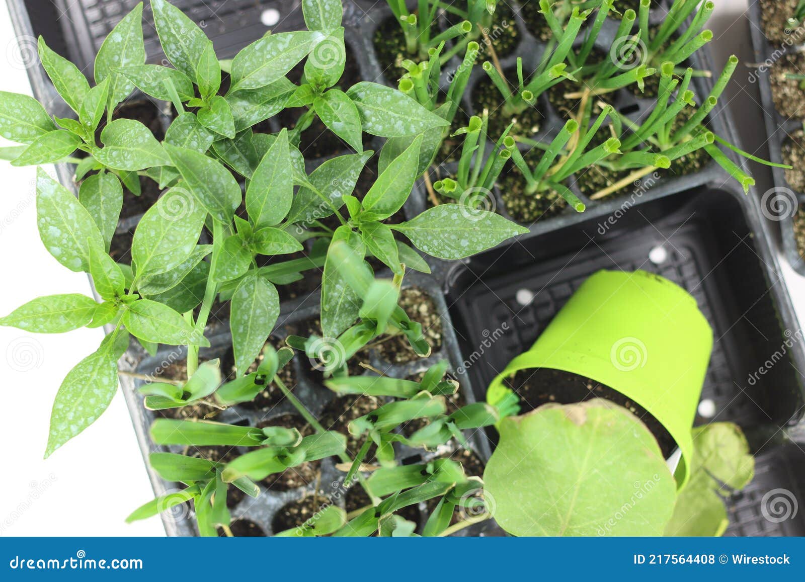 Group of Plants To Be Planted in the Orchard Stock Photo - Image of ...