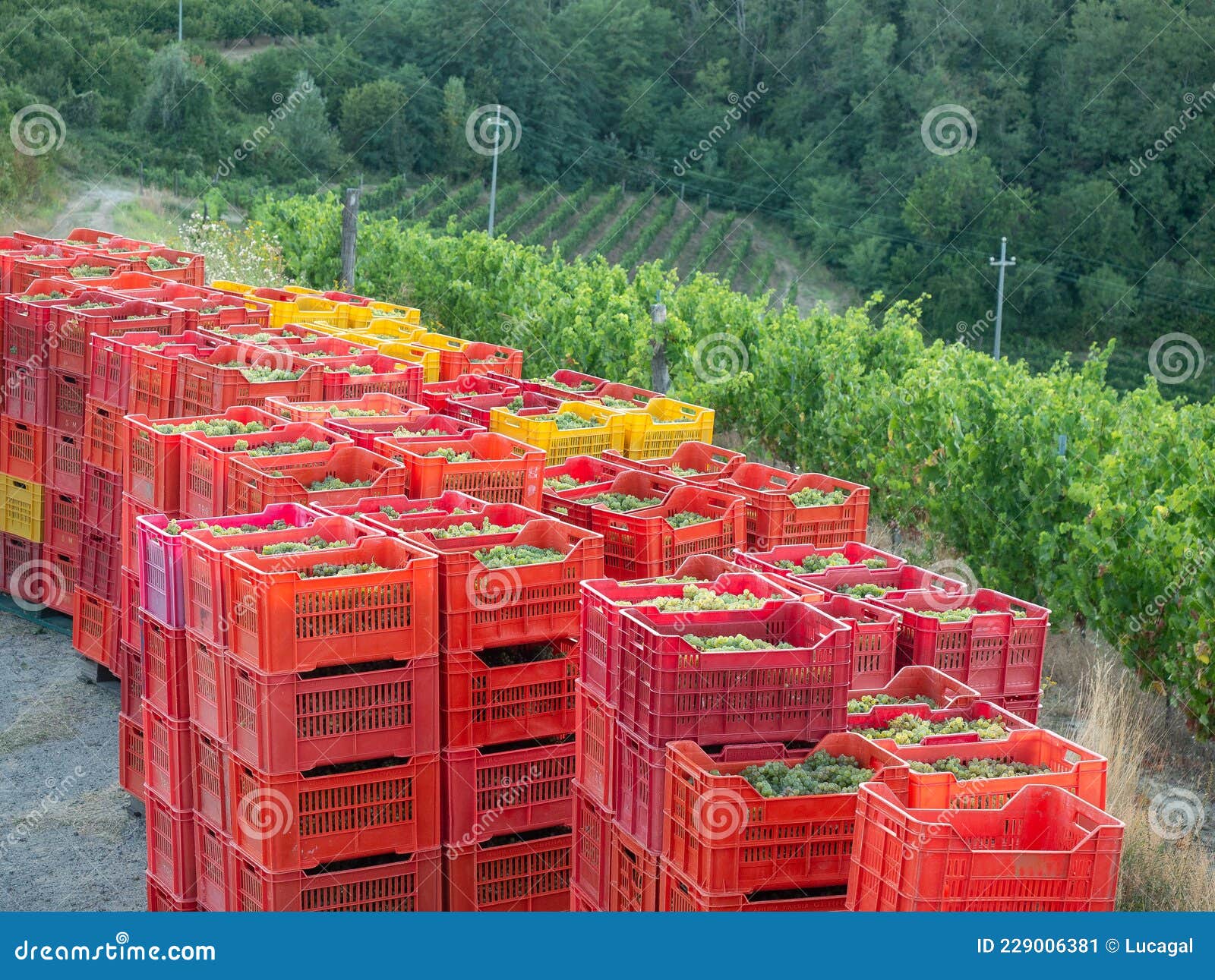 Group of Plastic Boxes with the Grapes after the Harvest Stock Image ...