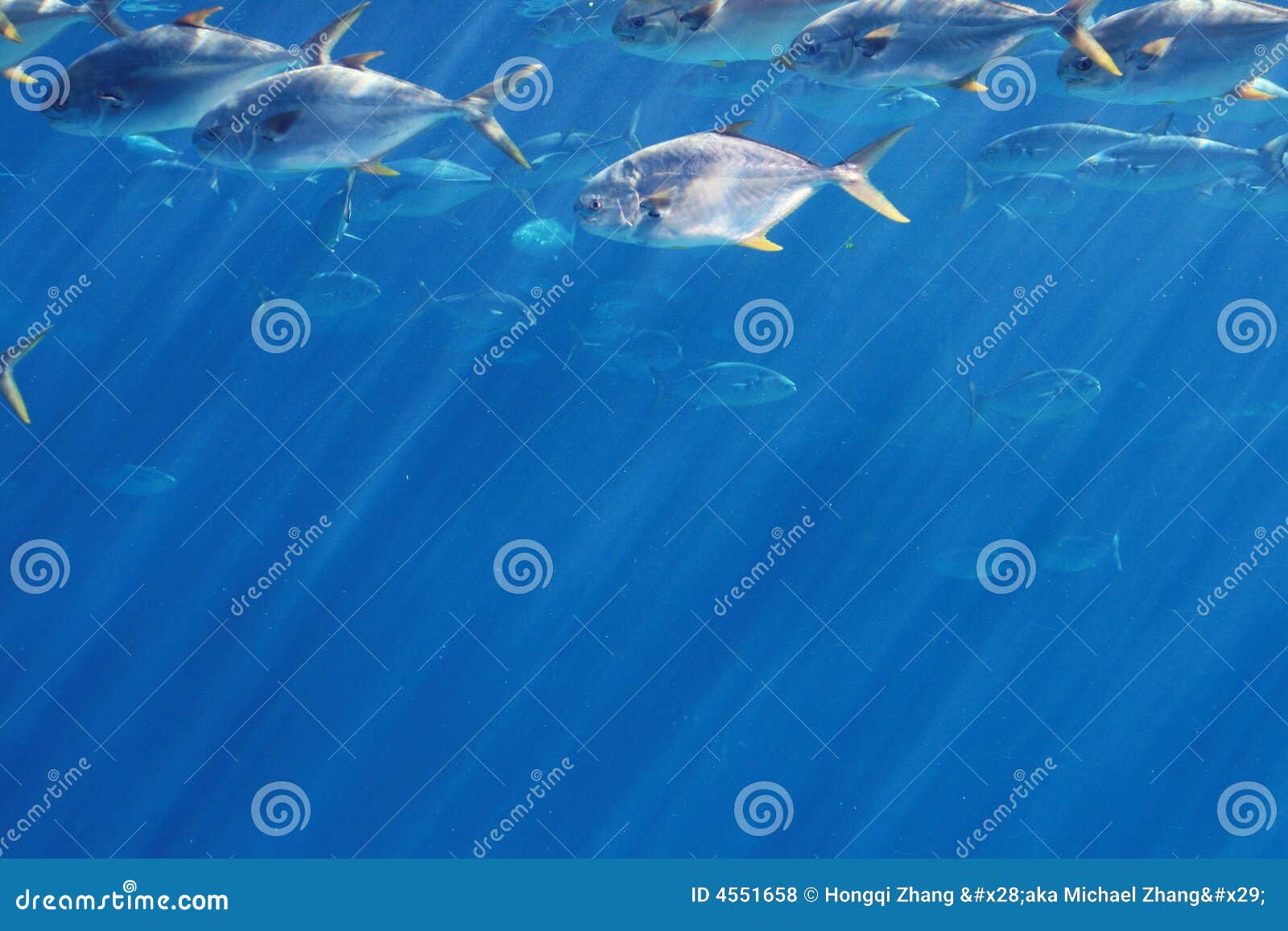 Group of pompano fish stock photo. Image of aquarium, exotic - 4551658