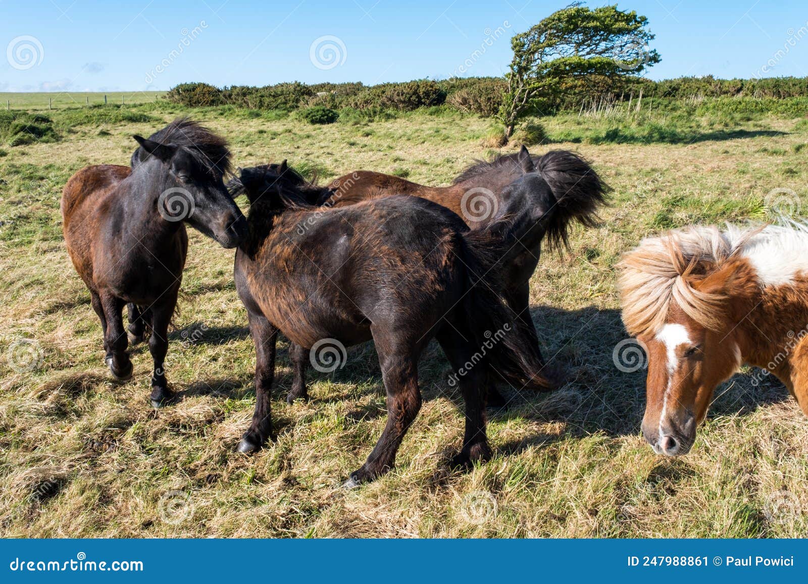 Group of Ponies Being Used for Vegetation Control Stock Image - Image ...