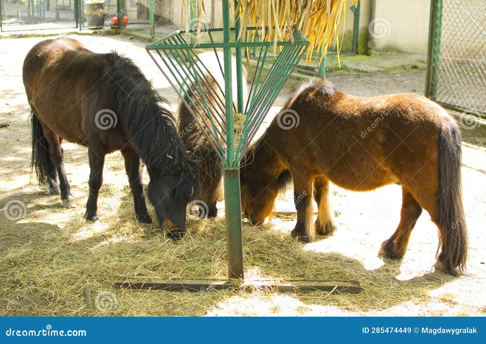 Group of Ponies Eating Forage Stock Image - Image of alone, runner ...