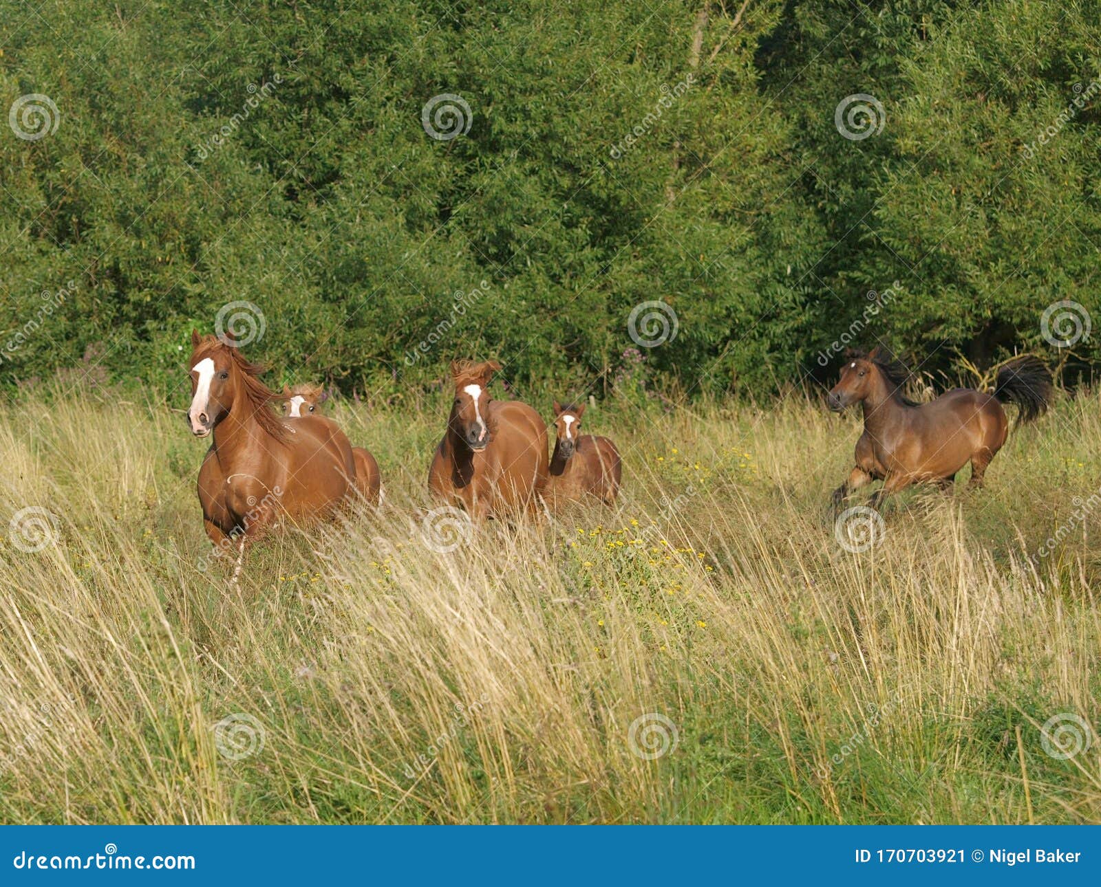 Group of Ponies stock image. Image of running, meadow - 170703921