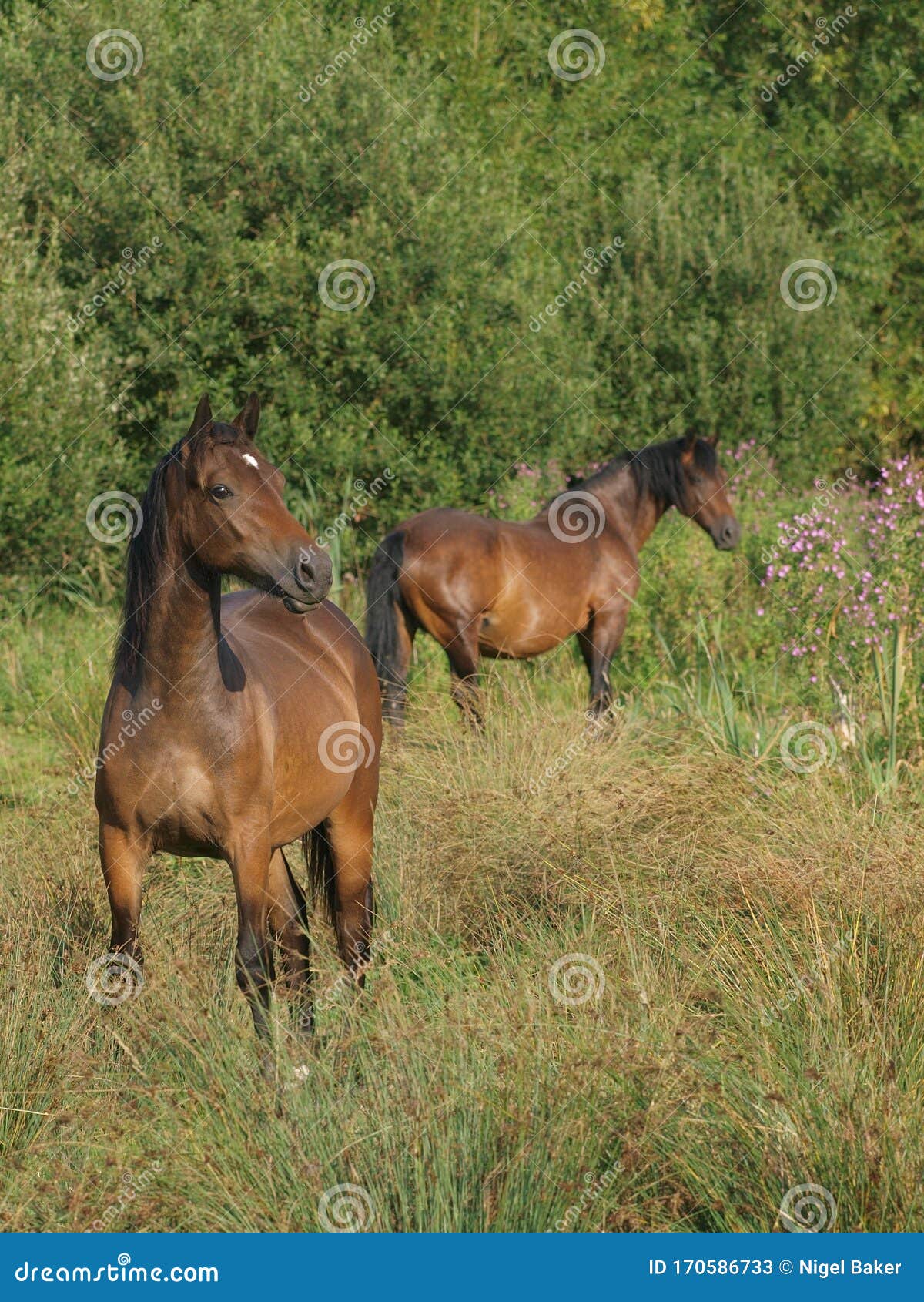 Group of Ponies stock image. Image of group, freedom - 170586733