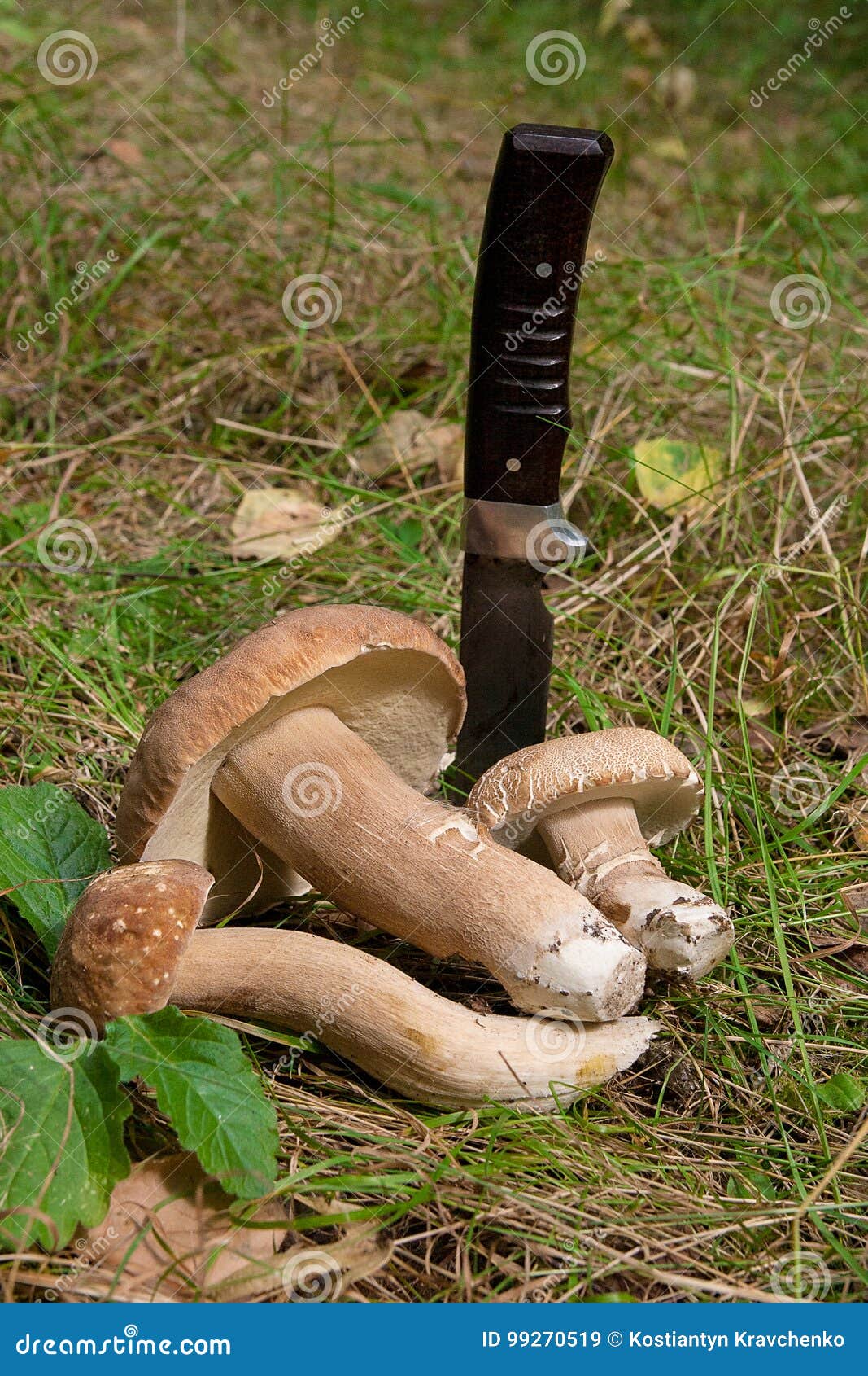 Group of Porcini Mushrooms Boletus Edulis, Cep, Penny Bun, Porc Stock ... Group of Porcini Mushrooms Boletus Edulis, Cep, Penny Bun, Porc Stock ...