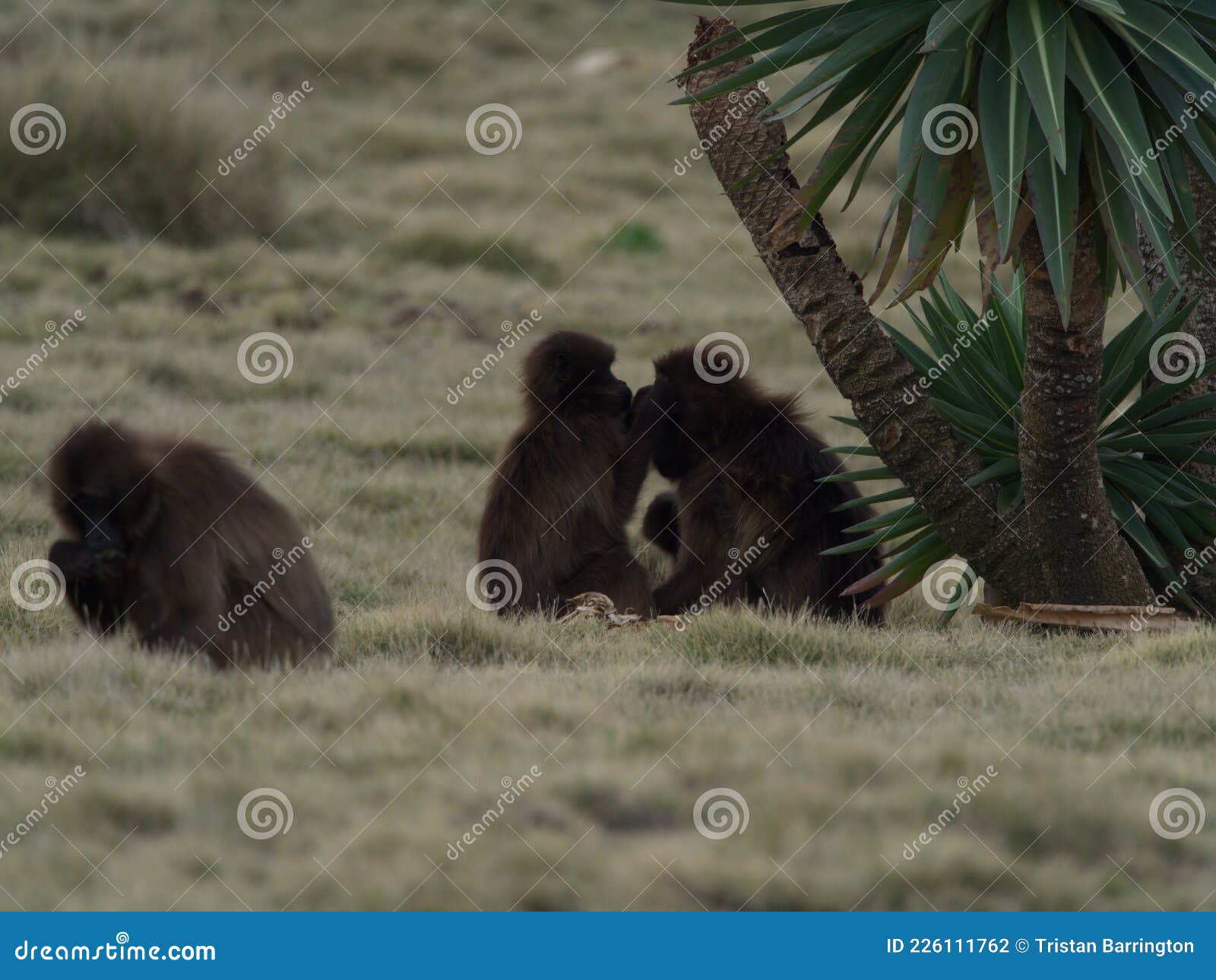 Group Portrait of Gelada Monkey Theropithecus Gelada Grazing on Grasses ...