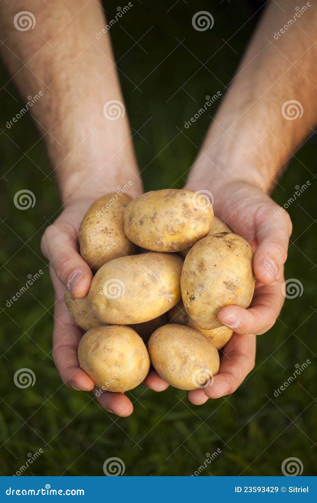 Group of potatoes on hands stock image. Image of human - 23593429