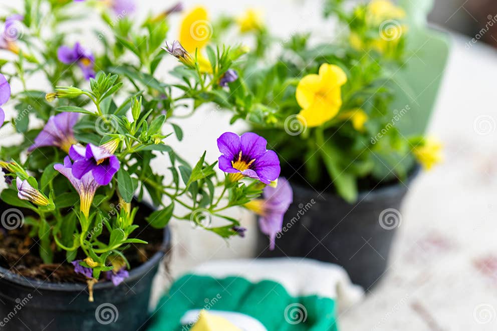 Group of Potted Plants on Table Stock Photo - Image of home, house ... Group of Potted Plants on Table Stock Photo - Image of home, house ...