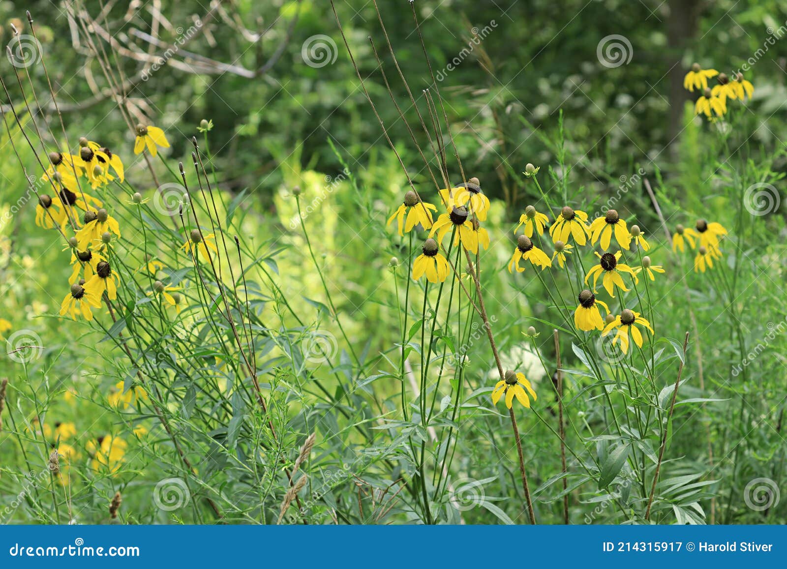 Ratibida Columnifera Flower Stock Photo | CartoonDealer.com #12083496