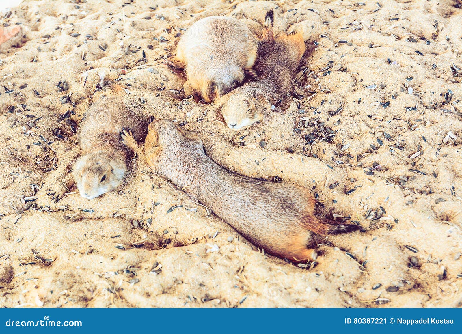 A Group Of Prairie Dogs Popping In And Out Of Their Burrows On The ...