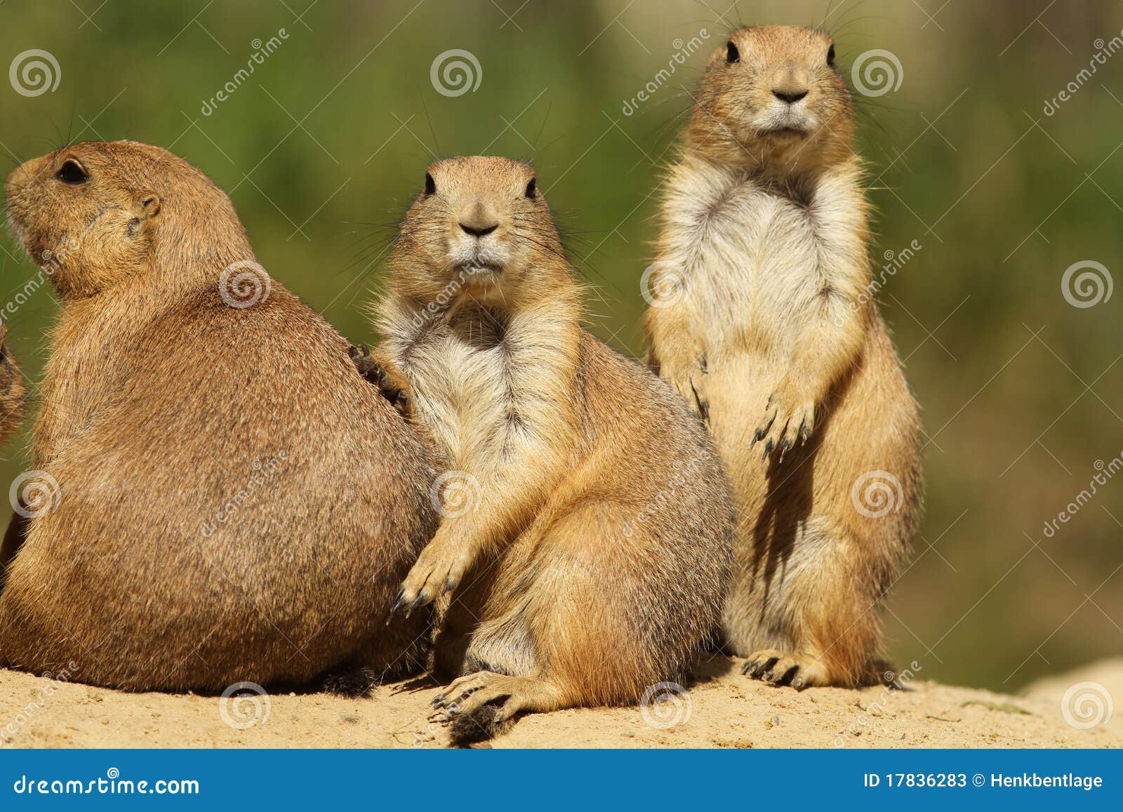 Group of Prairie Dogs Looking at You Stock Image - Image of upright ...