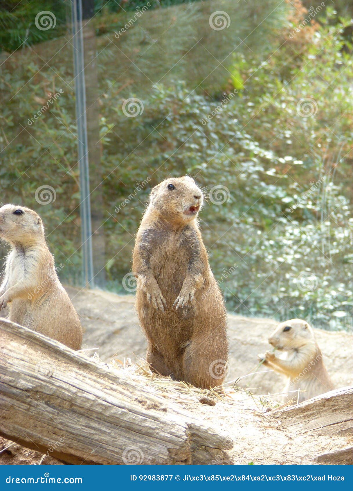 Group of prairie dogs stock image. Image of eating, prairie - 92983877