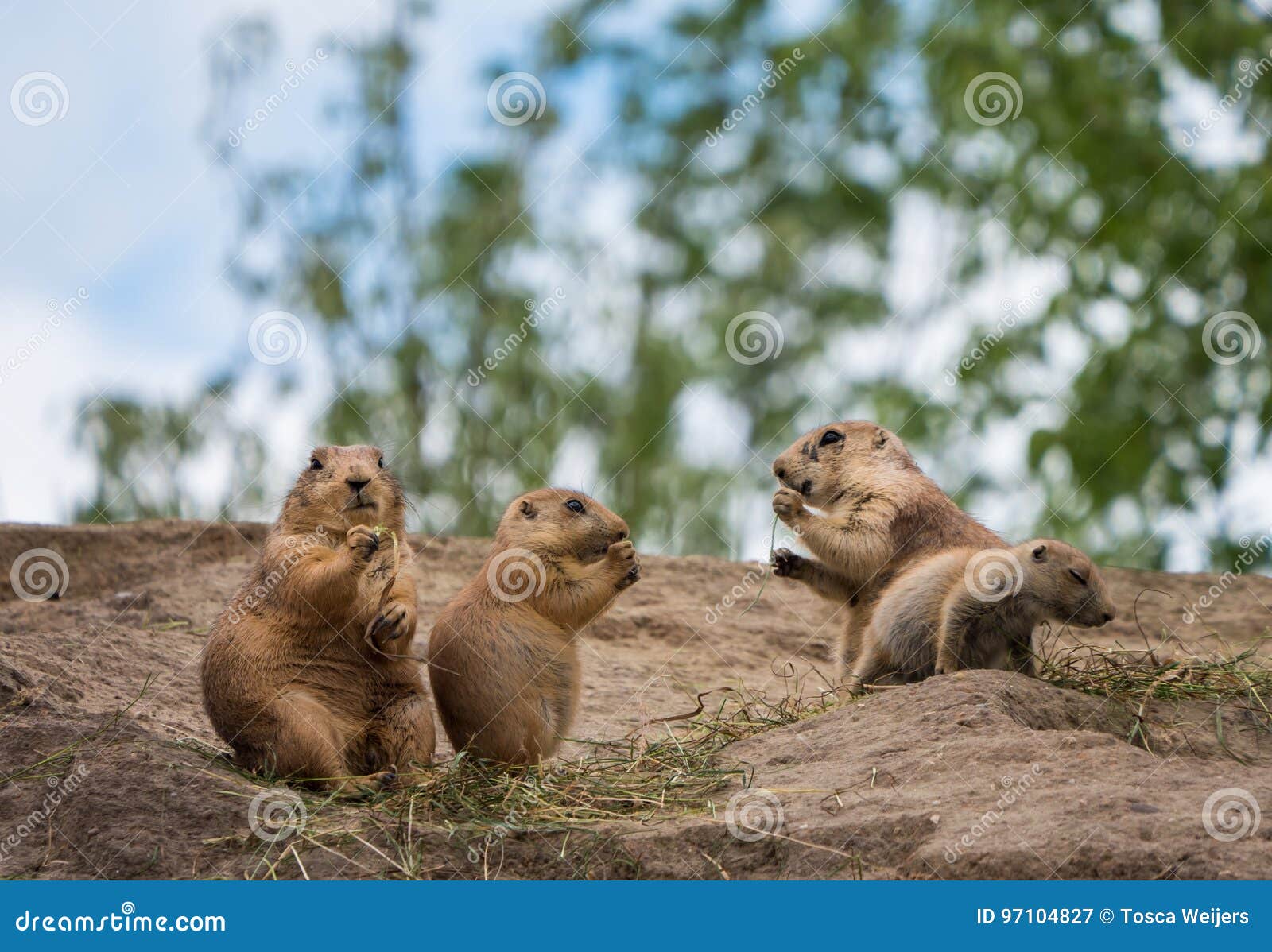 Group of prairie dogs stock image. Image of small, animal - 97104827