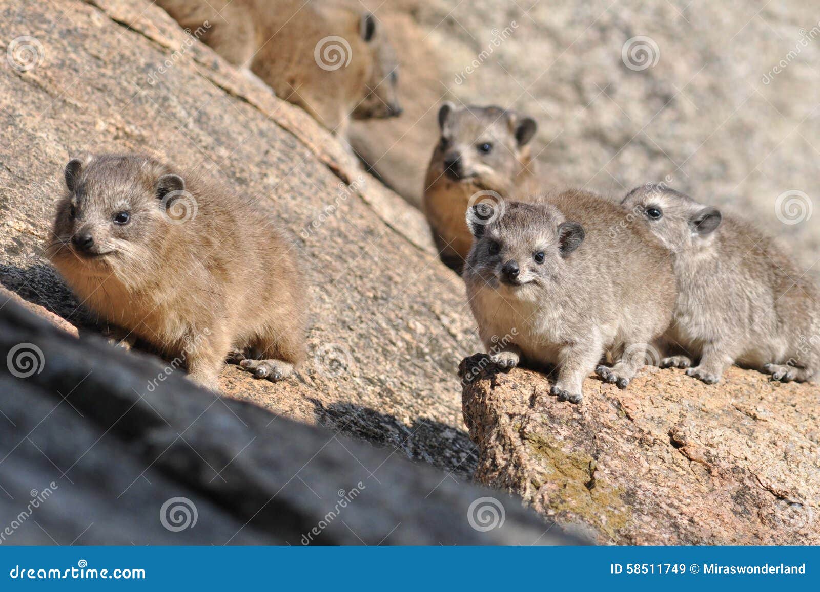 Group of Prairie Dogs in the Wild Stock Image - Image of group, rodents ...