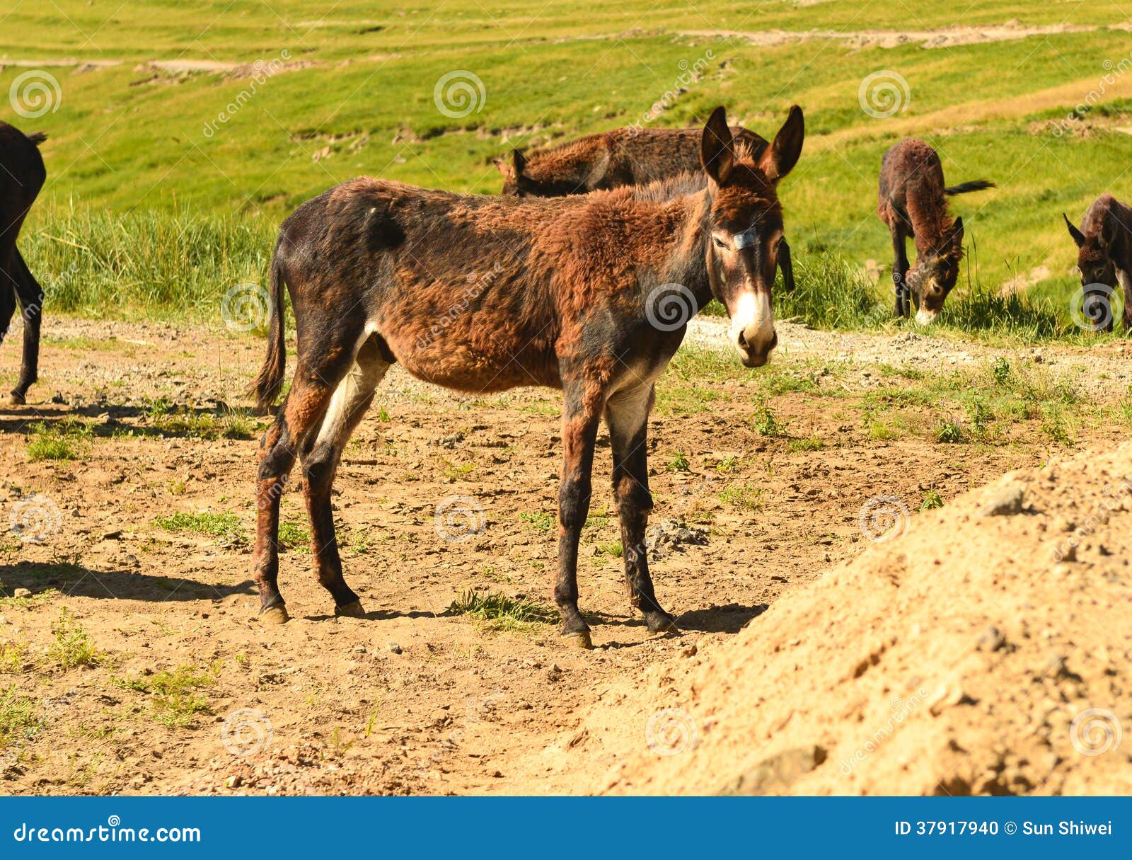 A Group Of Prairie Dogs Popping In And Out Of Their Burrows On The ...
