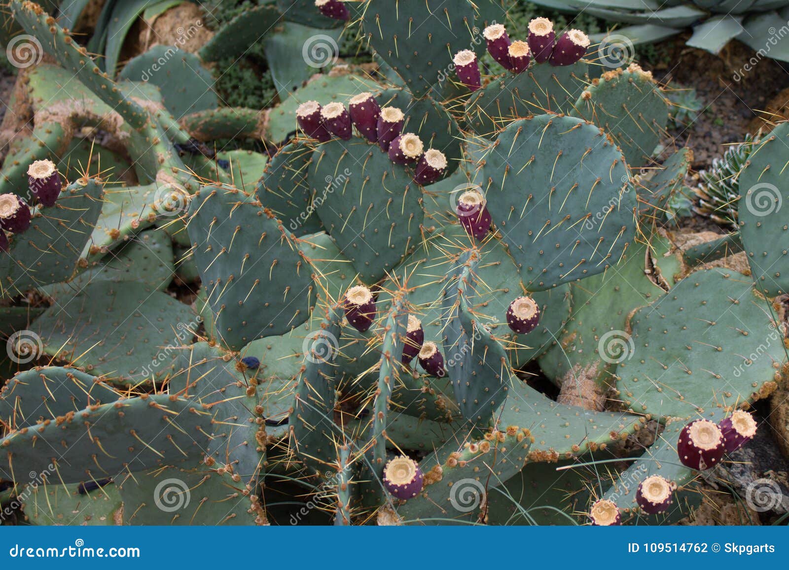 Prickly Pear with Seed Pods Stock Photo - Image of pads, seed: 109514762