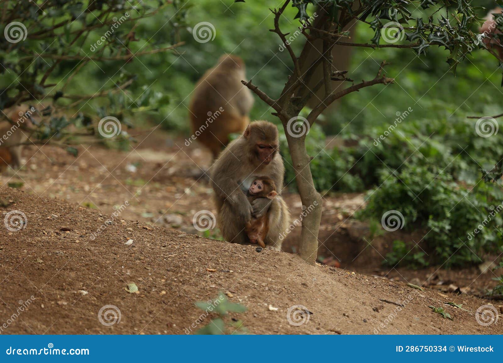 Group of Primates in a Lush, Green Forest Stock Photo - Image of green ...