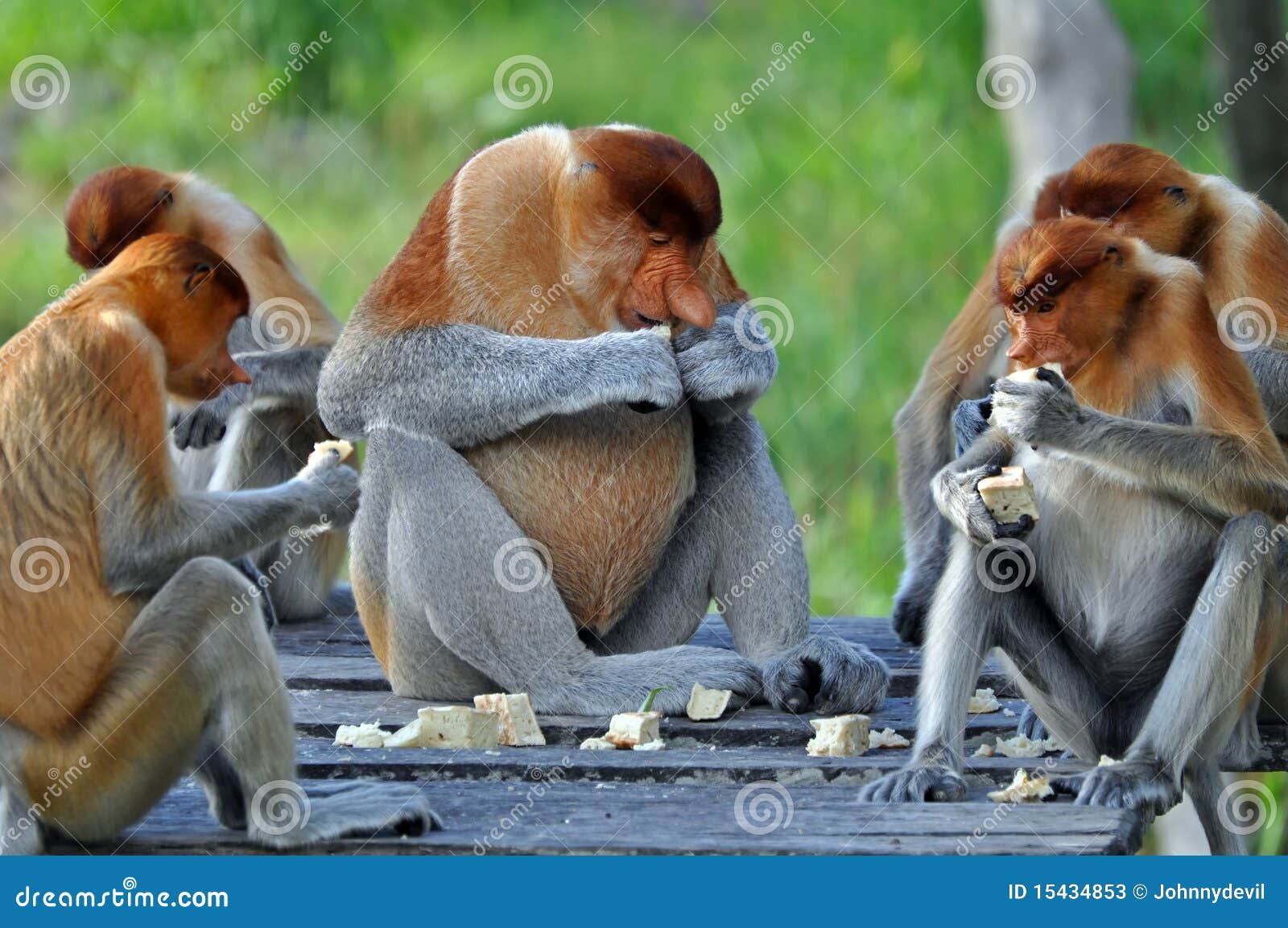 Proboscis Monkeys Royalty-Free Stock Photo | CartoonDealer.com #9283383