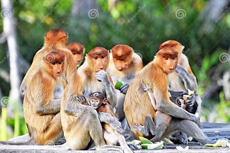 Group of Proboscis Monkeys stock photo. Image of kota - 20717952