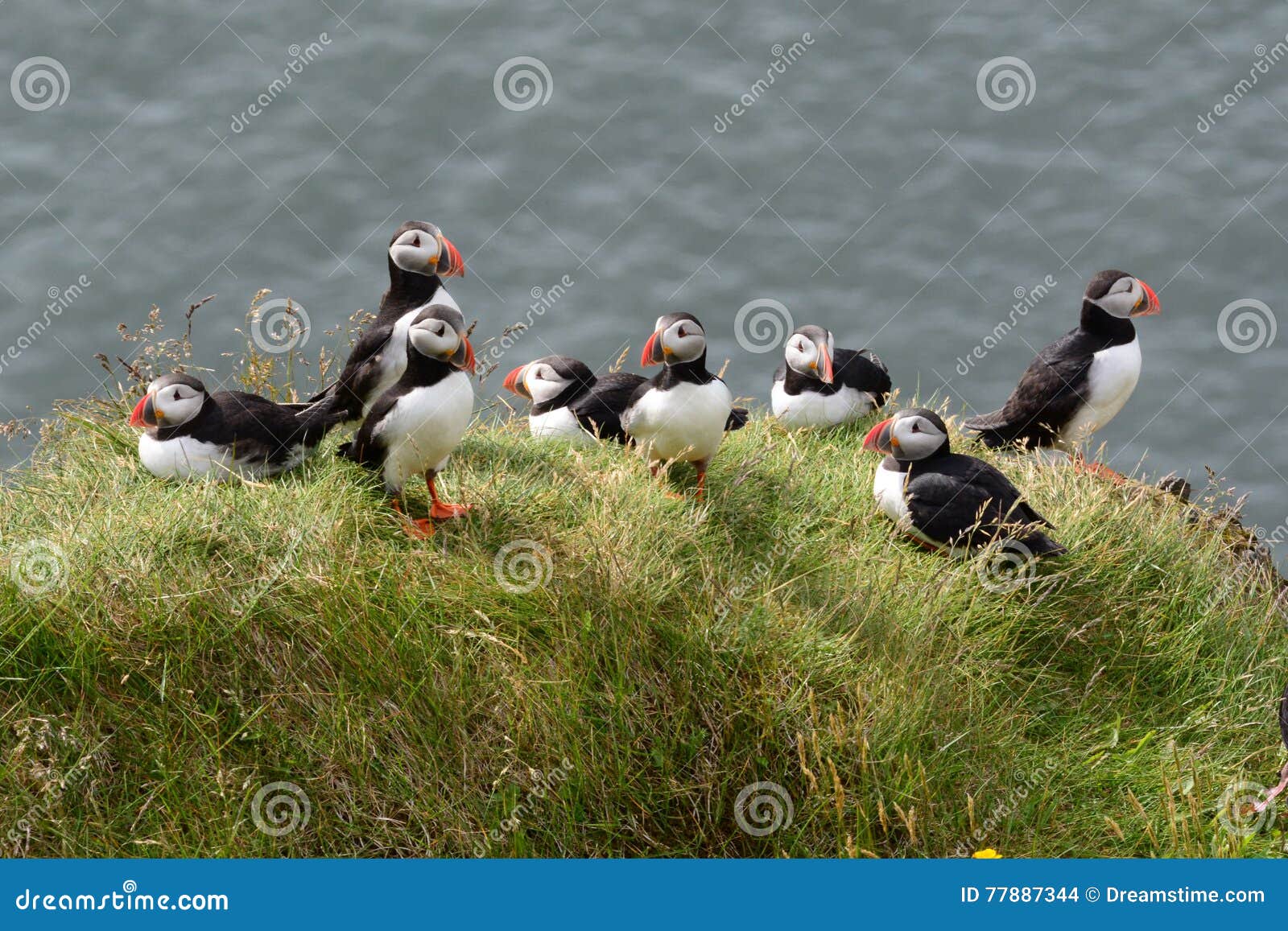 A group of puffins stock photo. Image of puffin, birds - 77887344