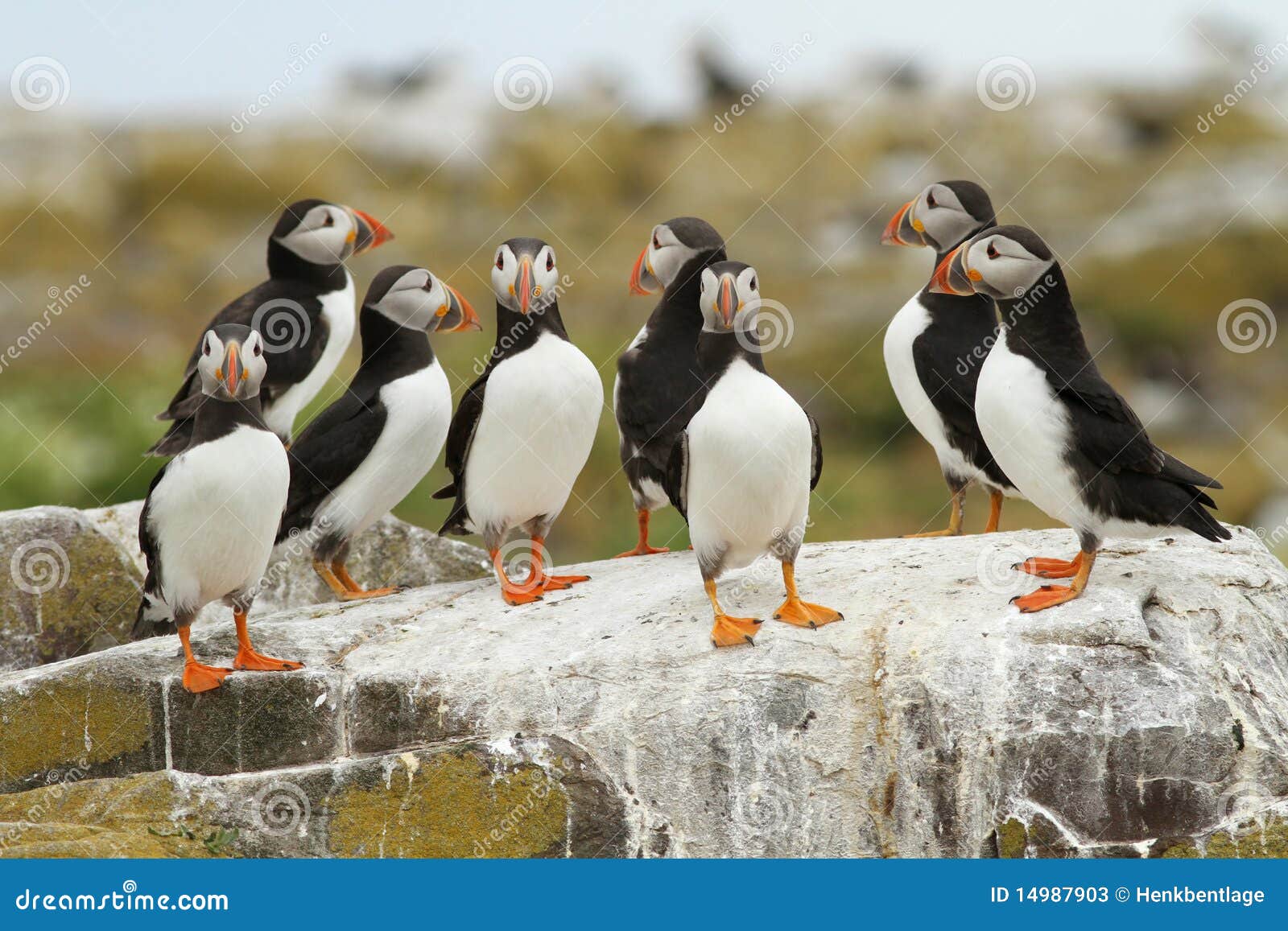 Group of puffins on a rock stock image. Image of black - 14987903