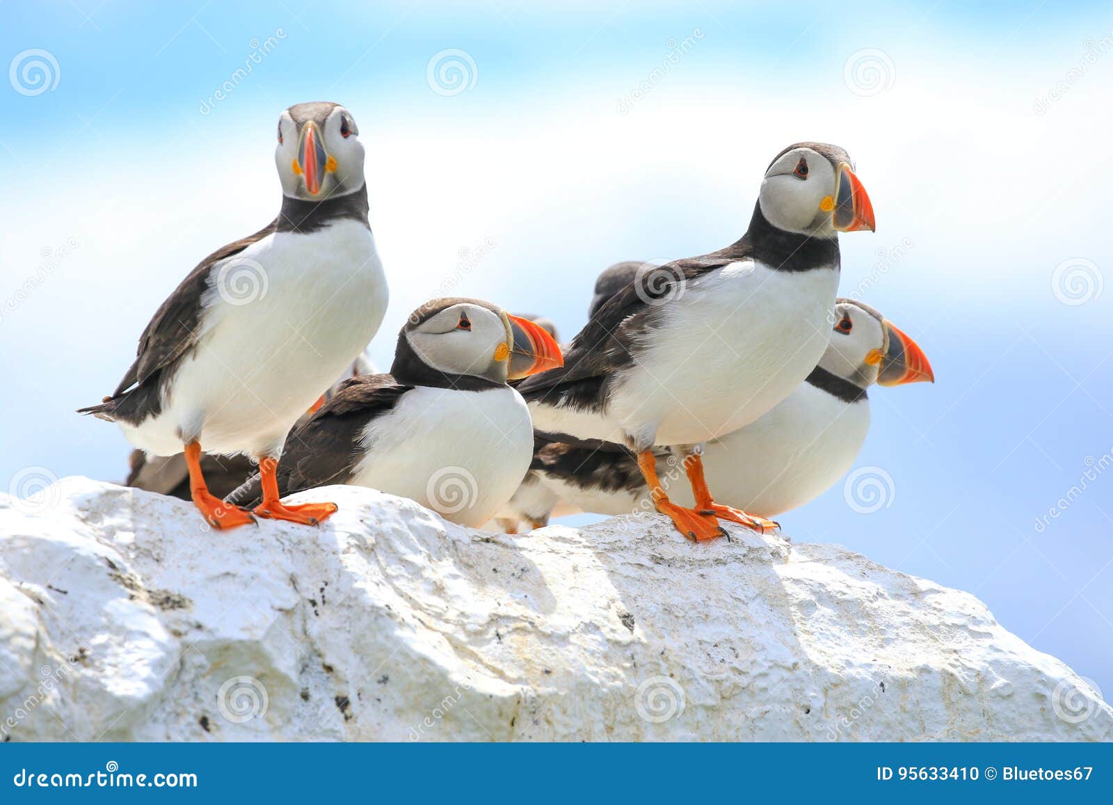 A Group Of Puffins On The Cliff Top On Skomer Island Breeding Ground ...