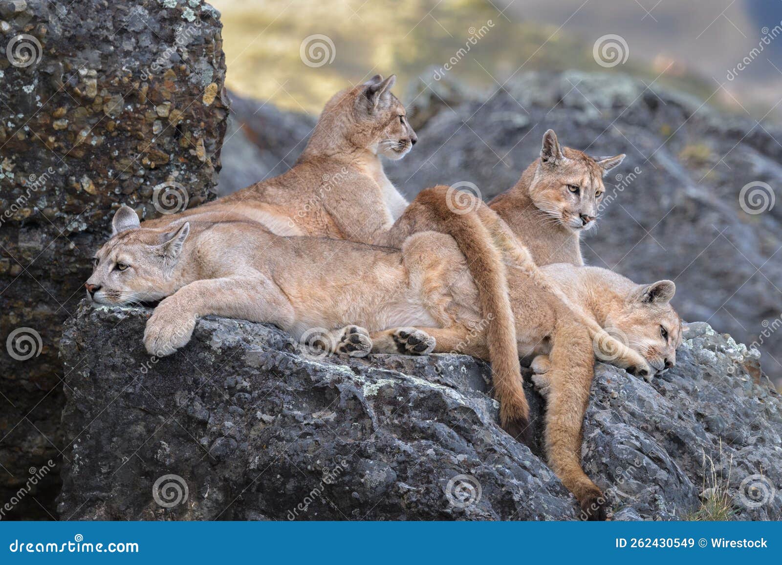 Group of Puma Cubs Lying on the Rocks and Resting in the Safari Stock ...