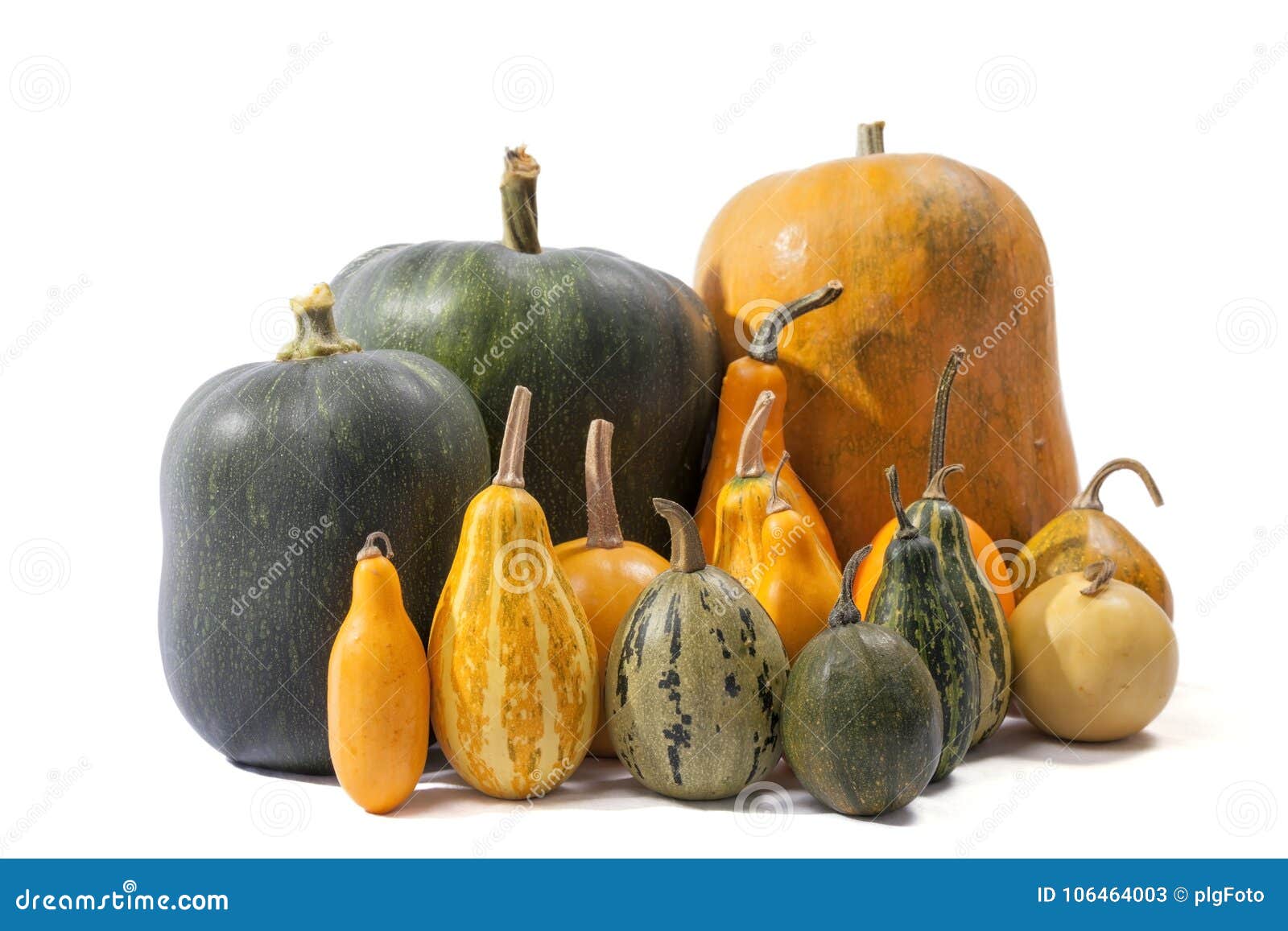 Group of Pumpkins of Different Types and Colors Stock Image - Image of ...